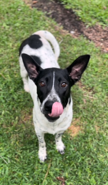 Dog for adoption - Moose, a German Shorthaired Pointer in Orem, UT ...