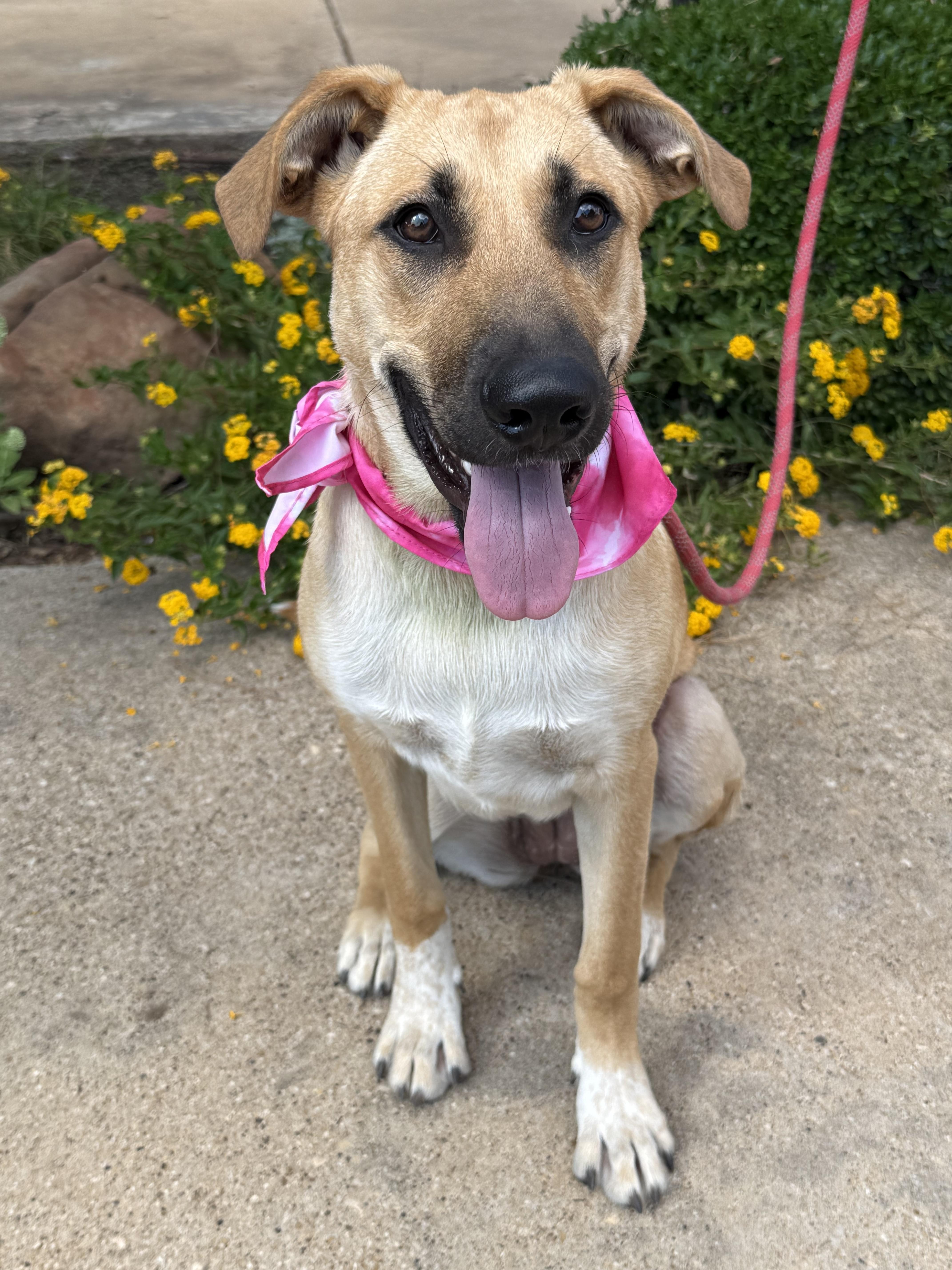 Dog for adoption - SASSI, a Black Mouth Cur & Anatolian Shepherd Mix in ...