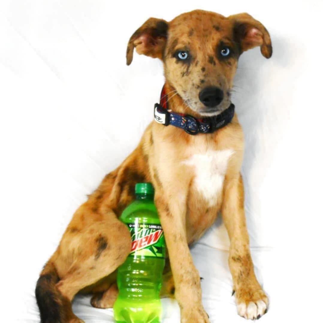 Dog for adoption - Mountain Dew, a Catahoula Leopard Dog & Labrador ...