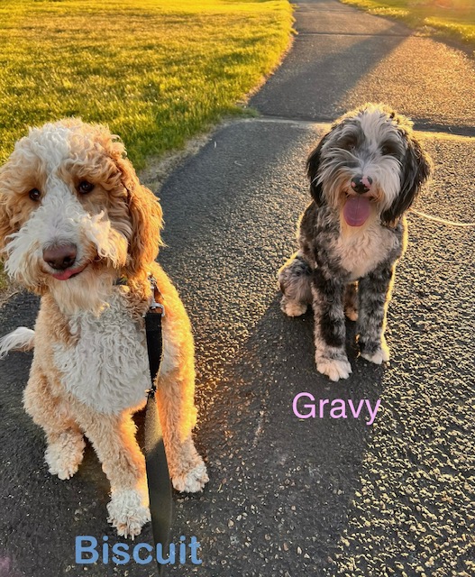 Adopt Dogs – Lucky's Place