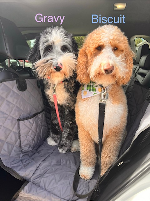 Adopt Dogs – Lucky's Place