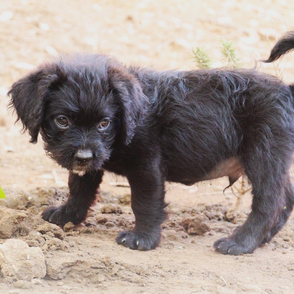 Dog for adoption - Archie VV, a Poodle & Pug Mix in portland, OR ...