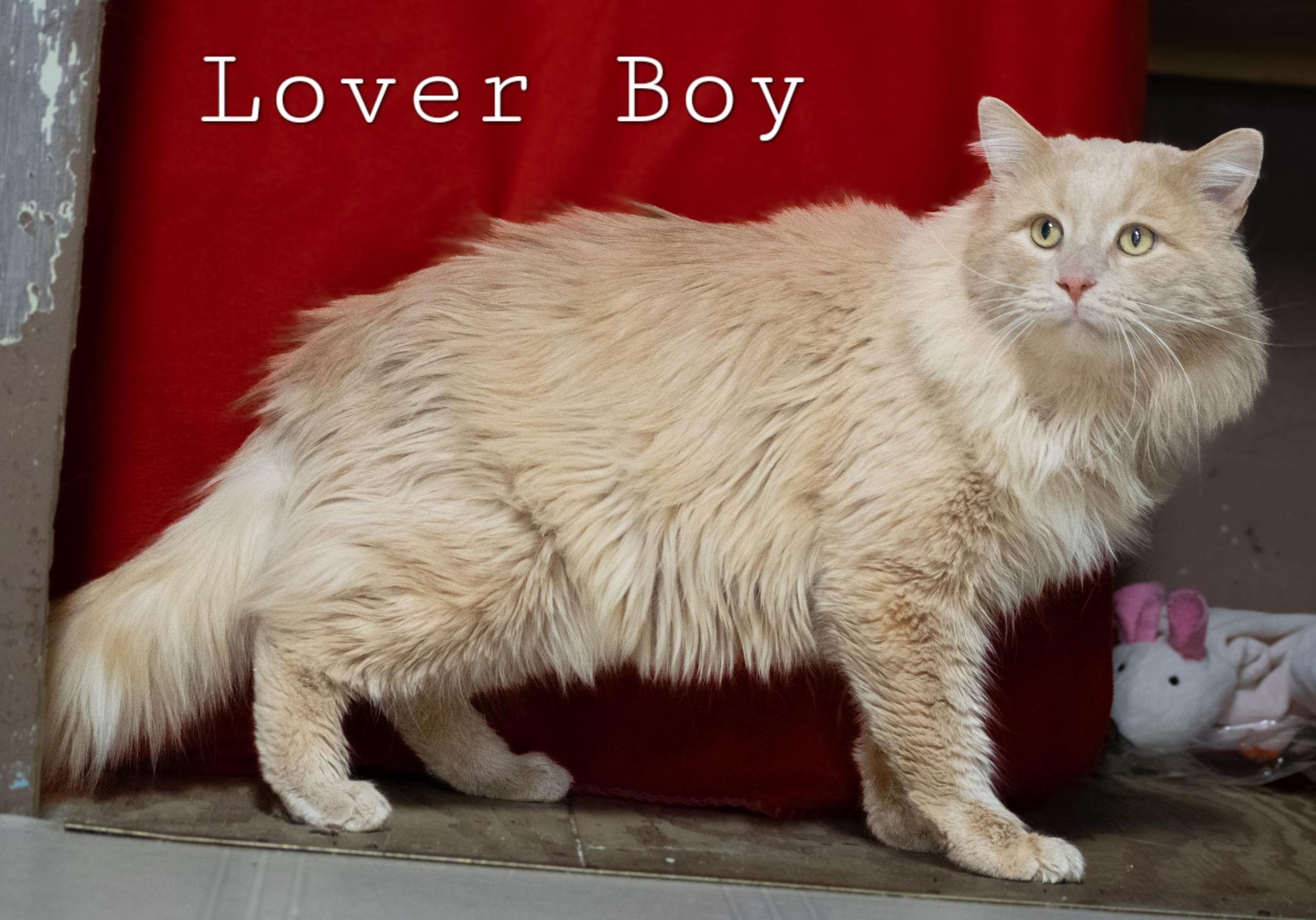 Cat for adoption - Lover Boy, a Domestic Long Hair in Sevierville, TN ...