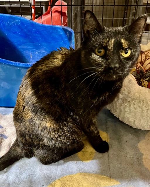 Cat for adoption - KOKO, a Domestic Short Hair & Torbie Mix in Lake ...