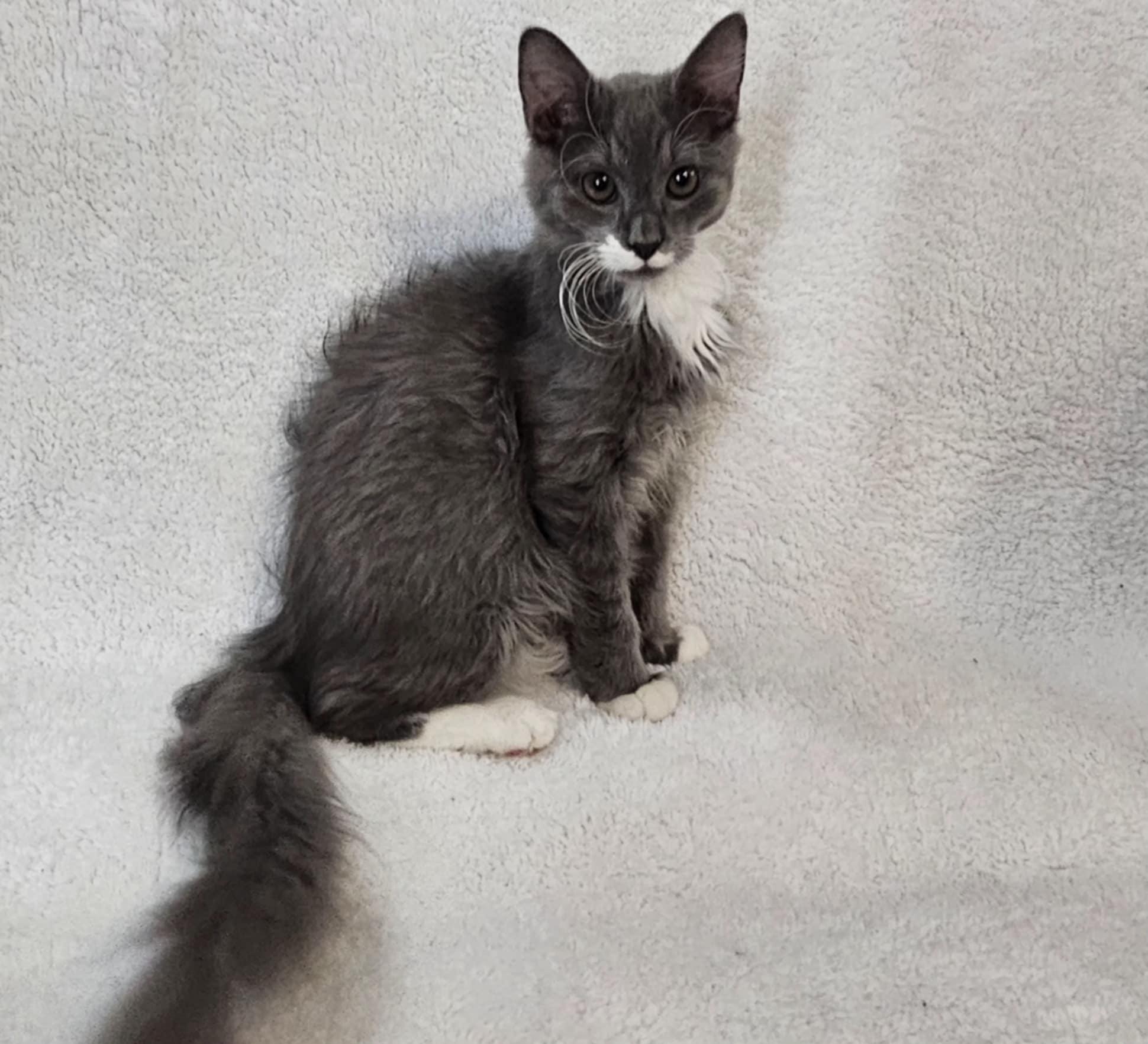 Cat for adoption - Wiskers, a Maine Coon Mix in Farmington, CT | Petfinder