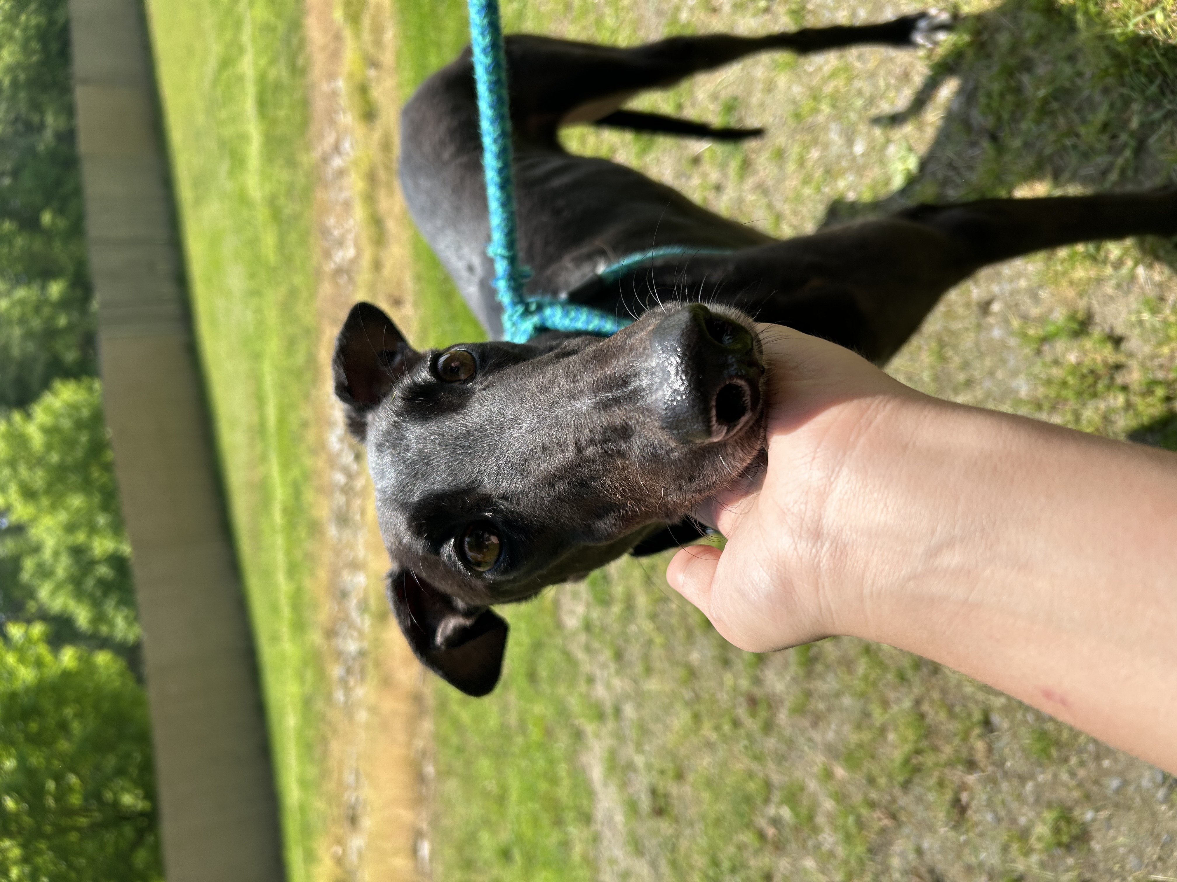 Dog for adoption - Tamari, a Greyhound in Swanzey, NH | Petfinder