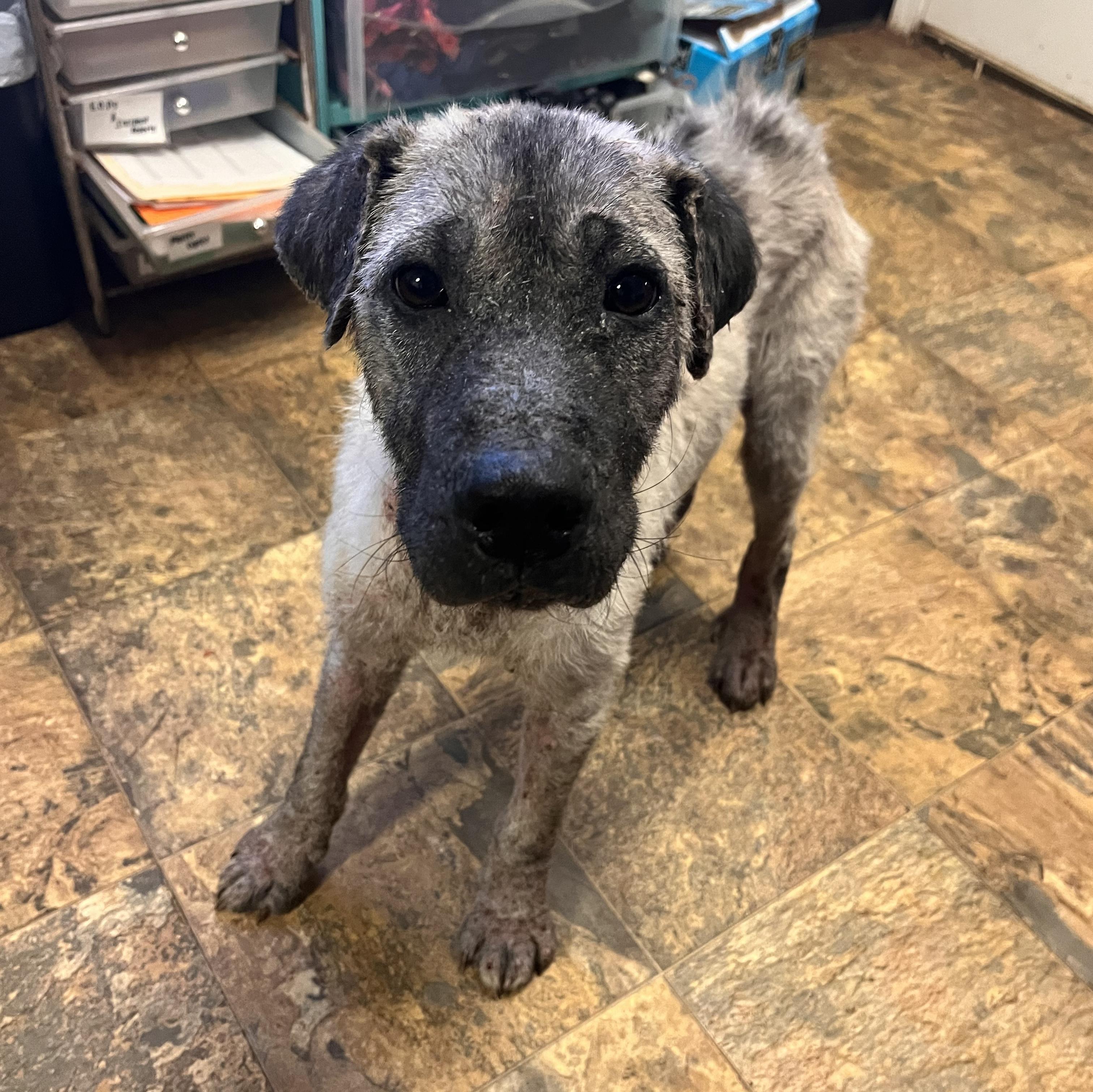 Dog for adoption - Michael, a Labrador Retriever Mix in New York, NY ...