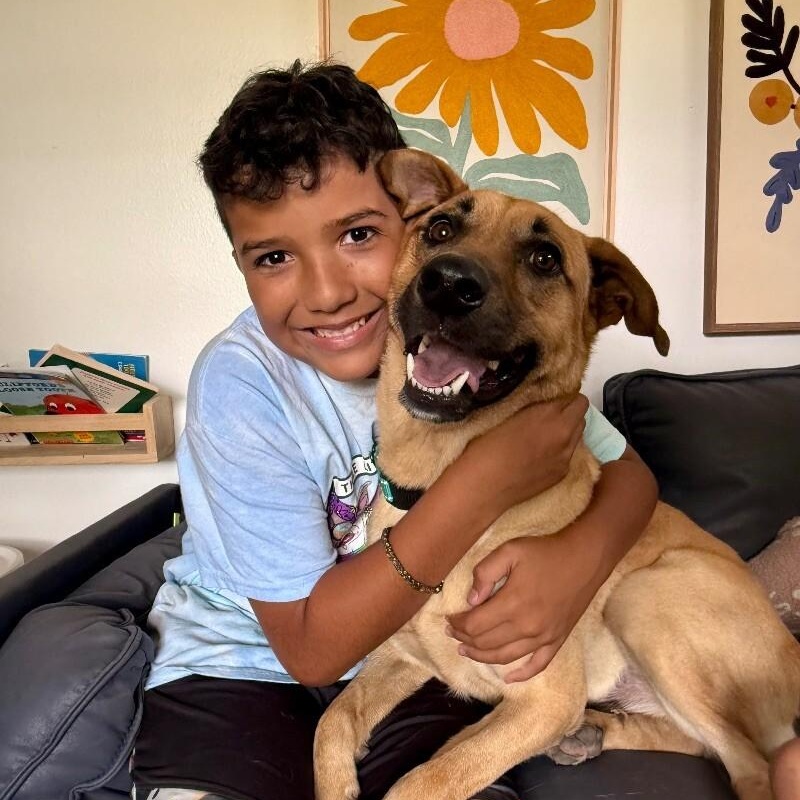 Dog for adoption - Rollo Loves!!!, a German Shepherd Dog & Husky Mix in ...