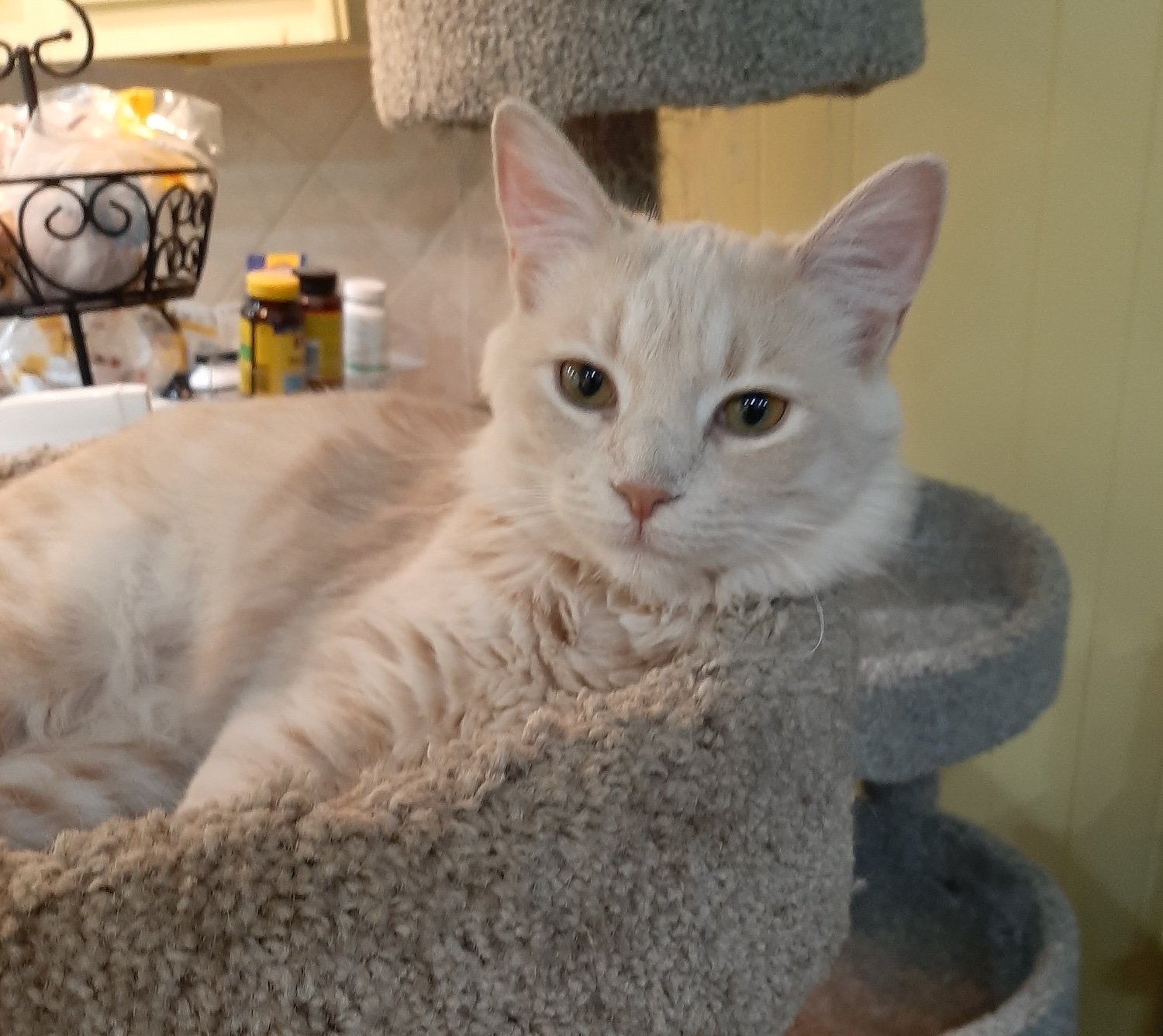 Available Cats and Kittens - Johnston County Animal Protection League ...