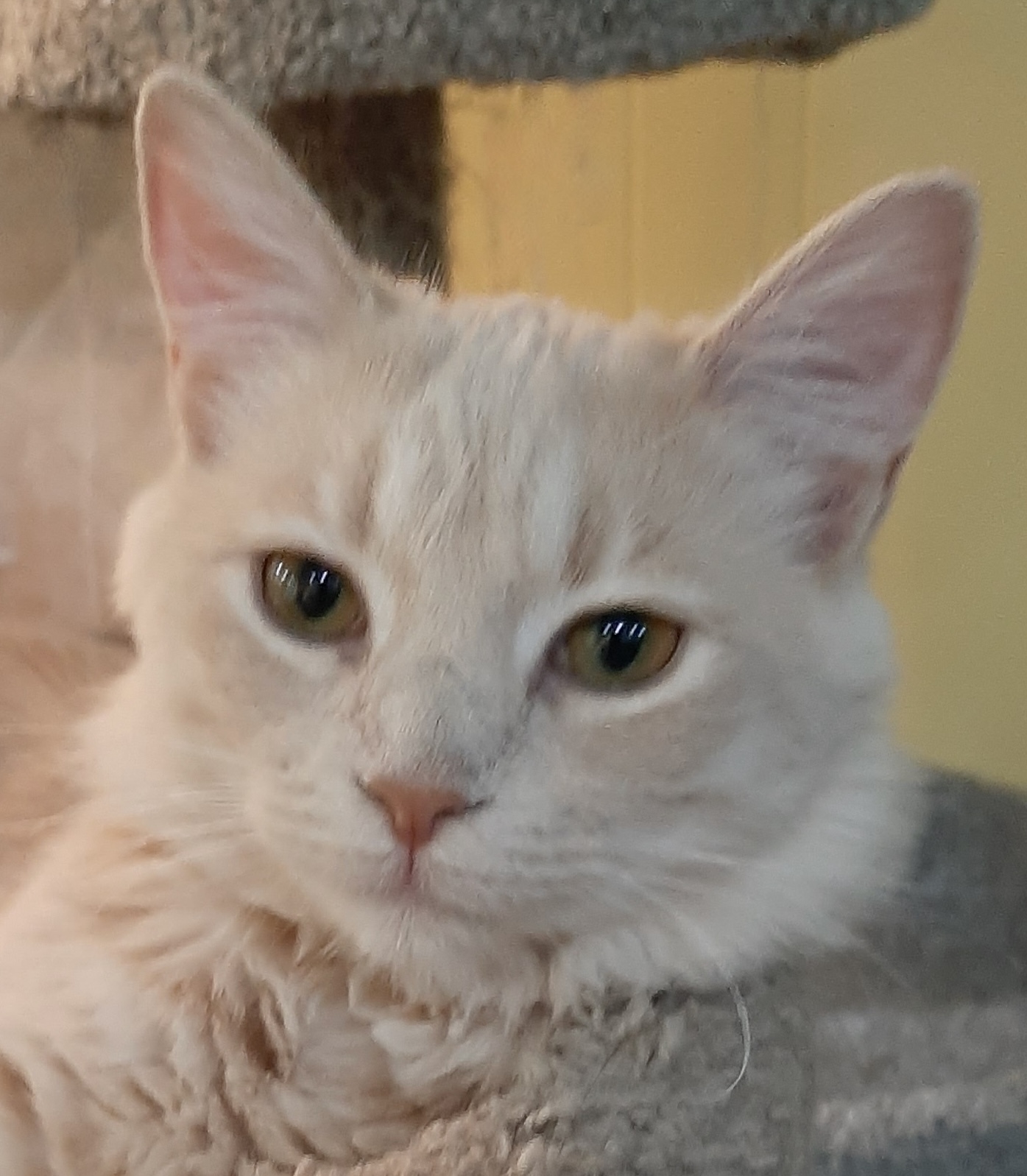 Available Cats and Kittens - Johnston County Animal Protection League ...