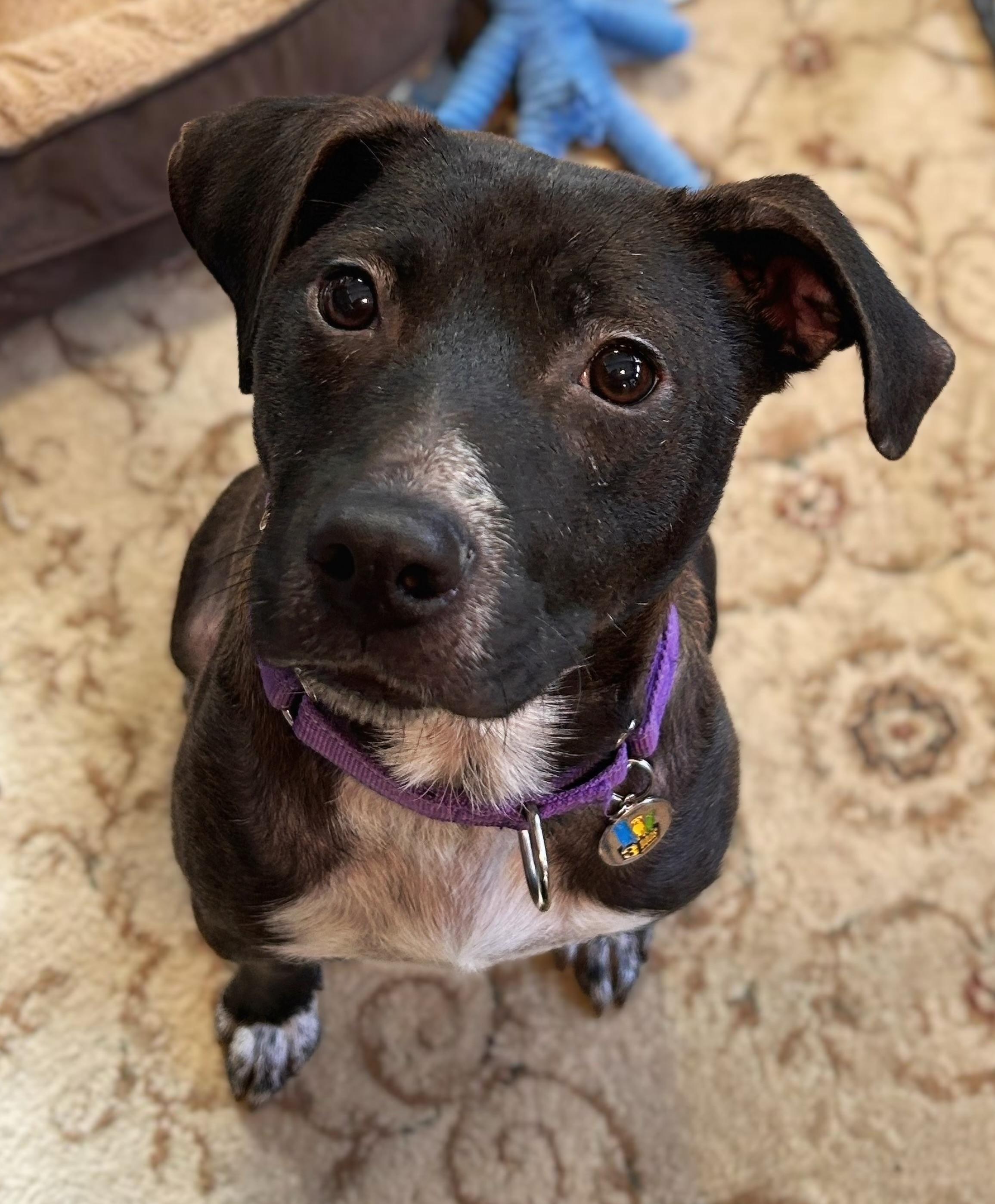 Dog for adoption - Pinta, a Labrador Retriever Mix in Berwick, ME ...