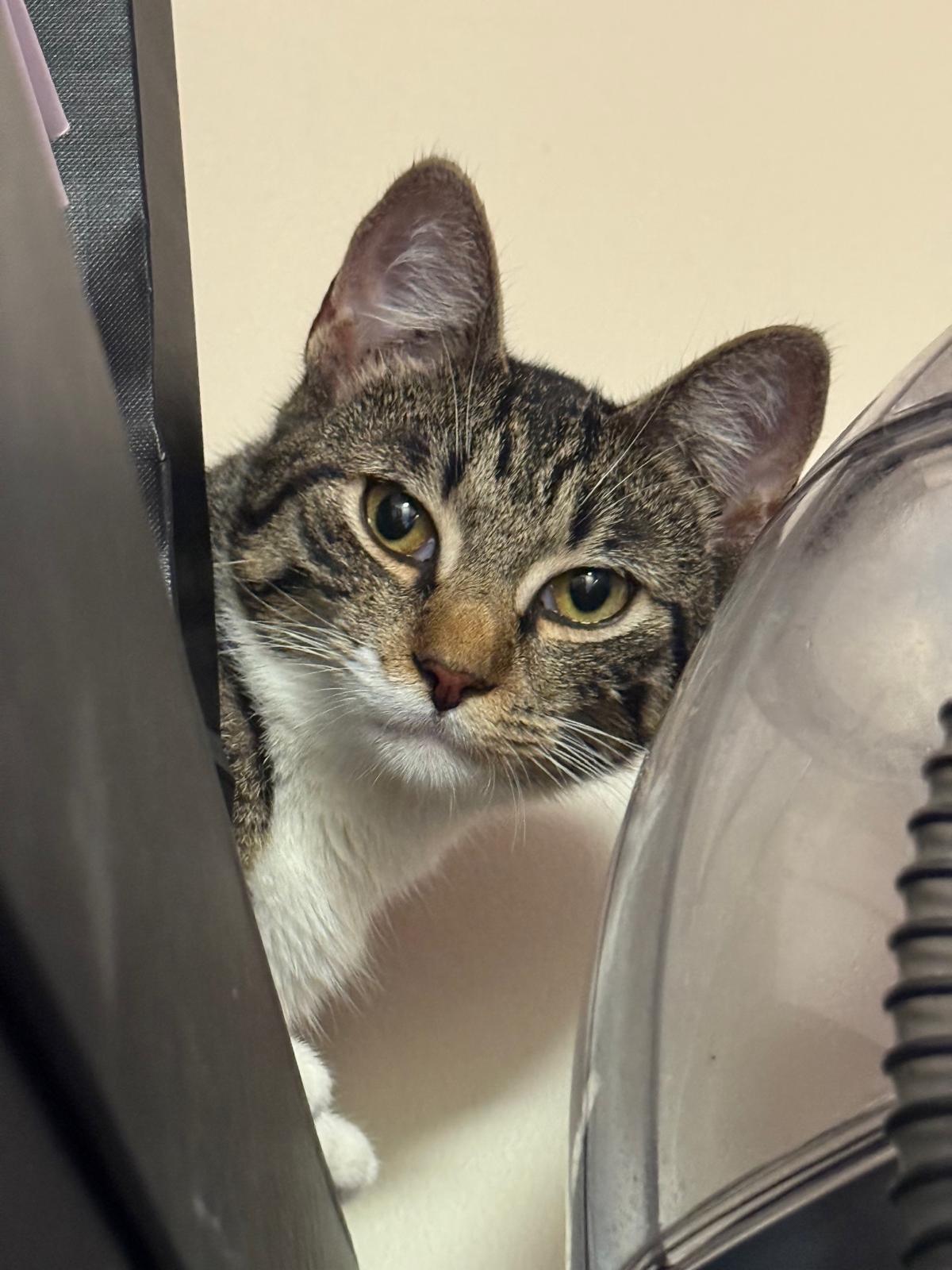 Cat for adoption - Samira, a Domestic Short Hair in Astoria, NY | Petfinder