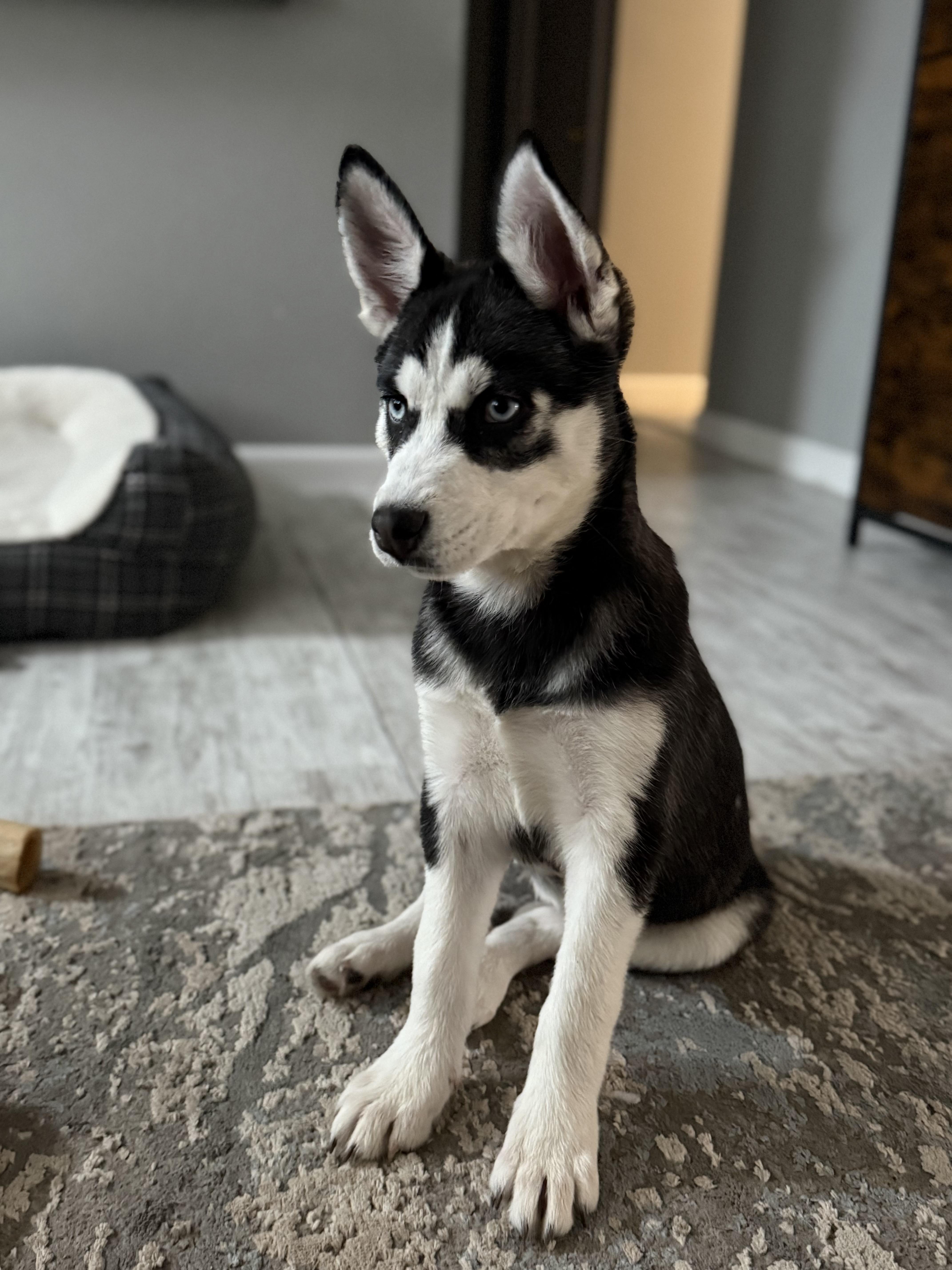 Dog for adoption - Tap & dough, a Siberian Husky in Evergreen, CO | Petfinder