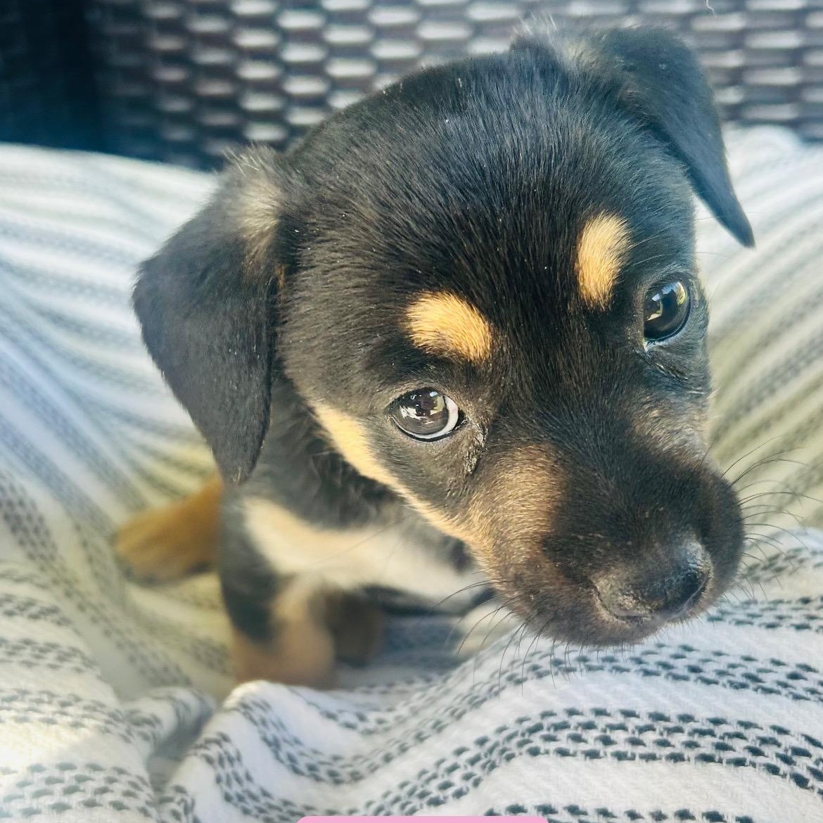 Dog for adoption - Rosca (Pan Dulce litter), a Chihuahua Mix in San ...