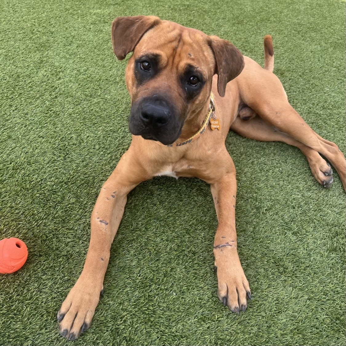 Dog for adoption - Murdock, a Black Mouth Cur Mix in Houston, TX ...