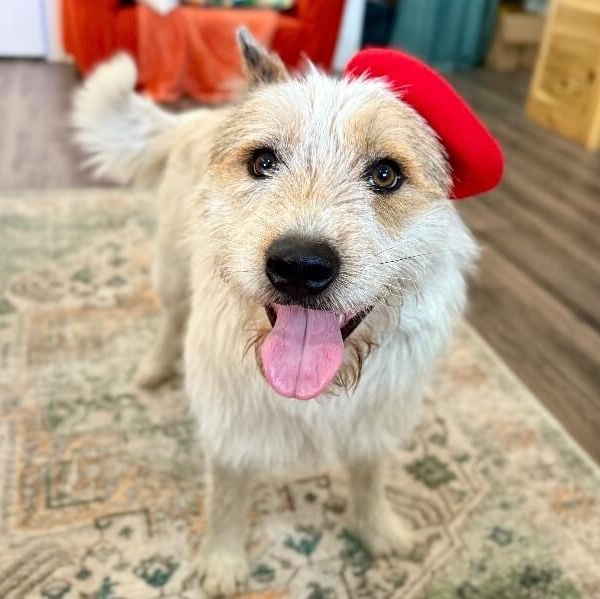 Dog for adoption - Scout, a Cairn Terrier in Provo, UT | Petfinder