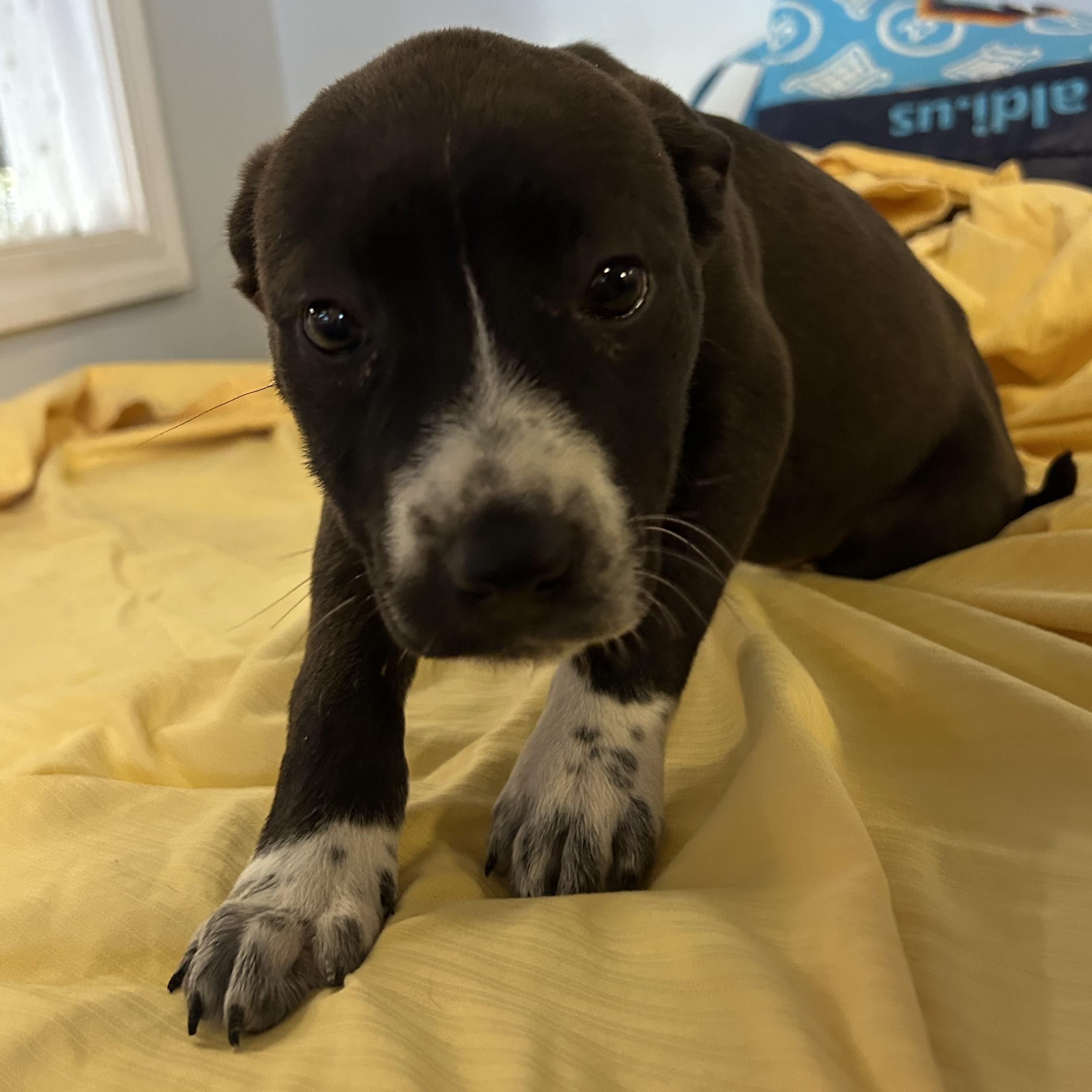Dog for adoption - Fernie, a Labrador Retriever Mix in Pound, VA ...