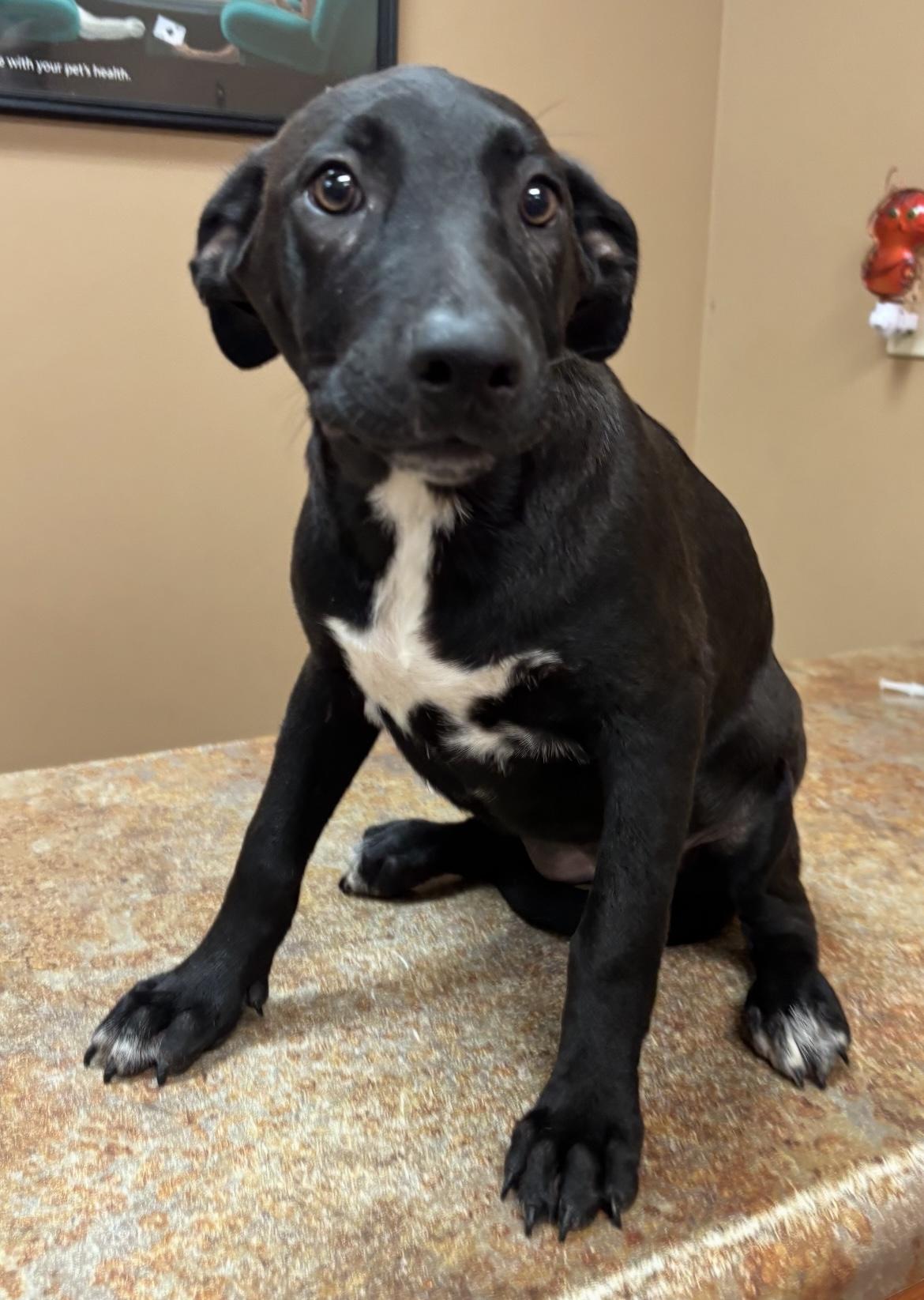 Dog for adoption - Cherry Bomb, a Labrador Retriever & Boxer Mix in Watertown, CT | Petfinder