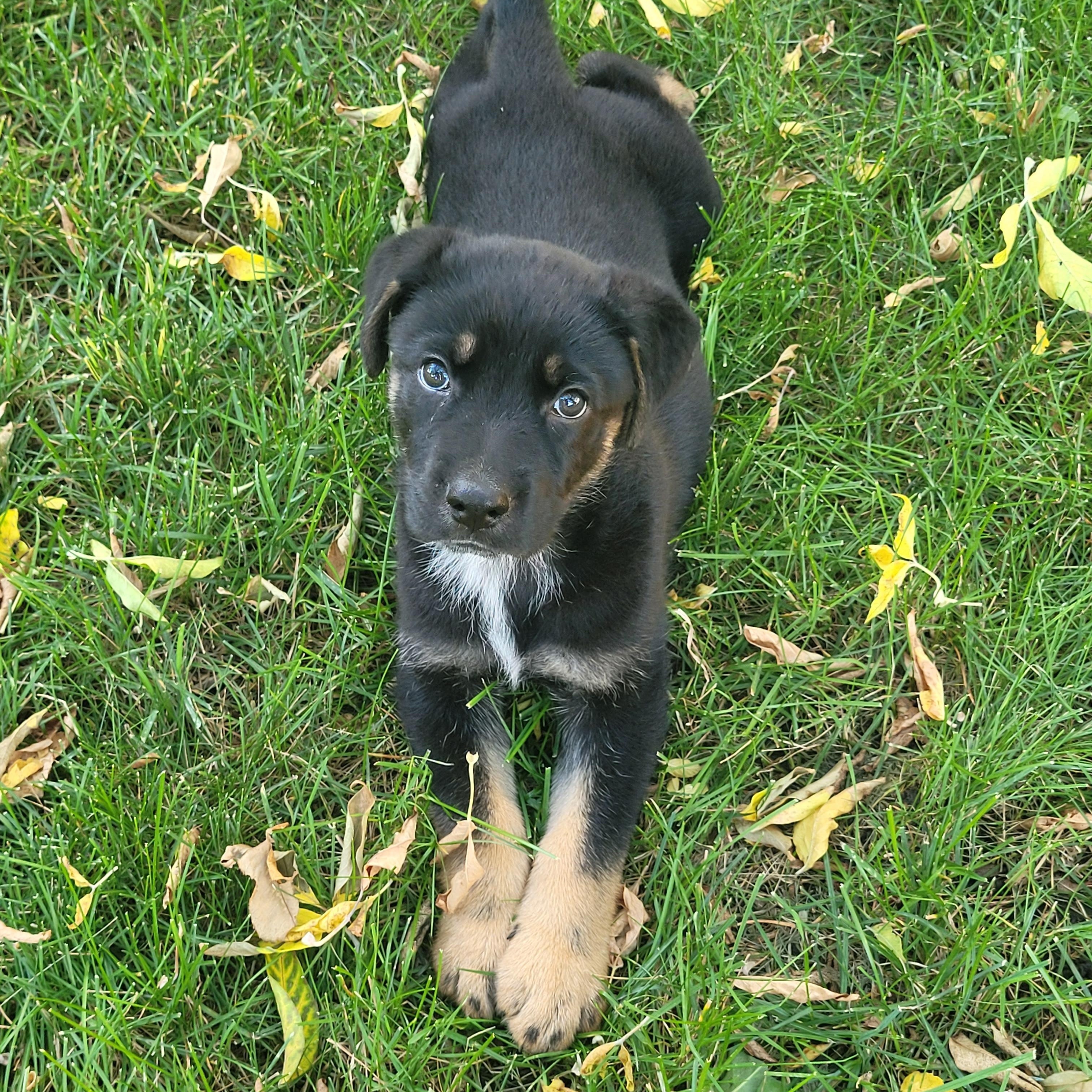 Dog for adoption - Maple, a Mixed Breed in Saskatoon, SK | Petfinder