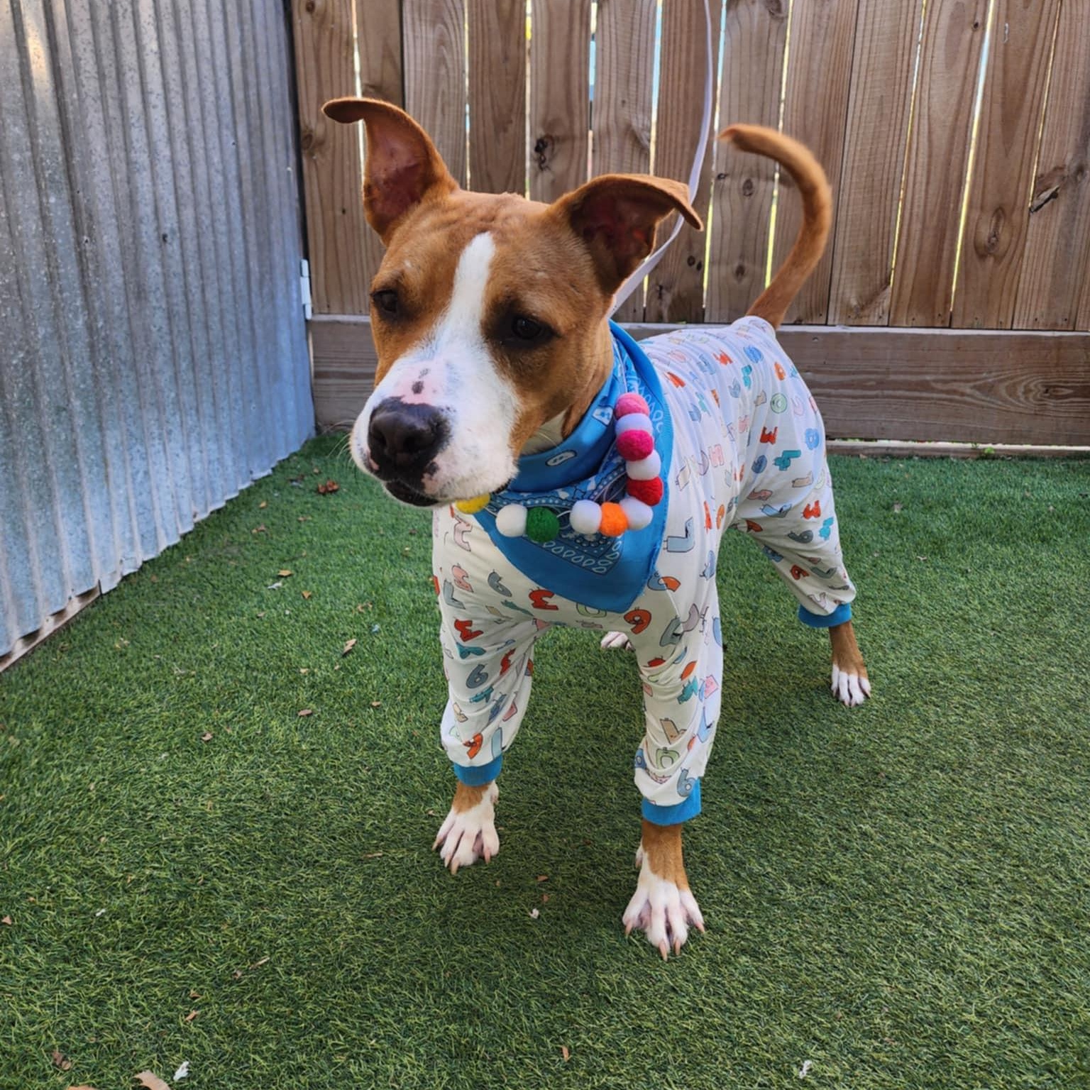 Dog for adoption - Delanie, an American Staffordshire Terrier Mix in ...