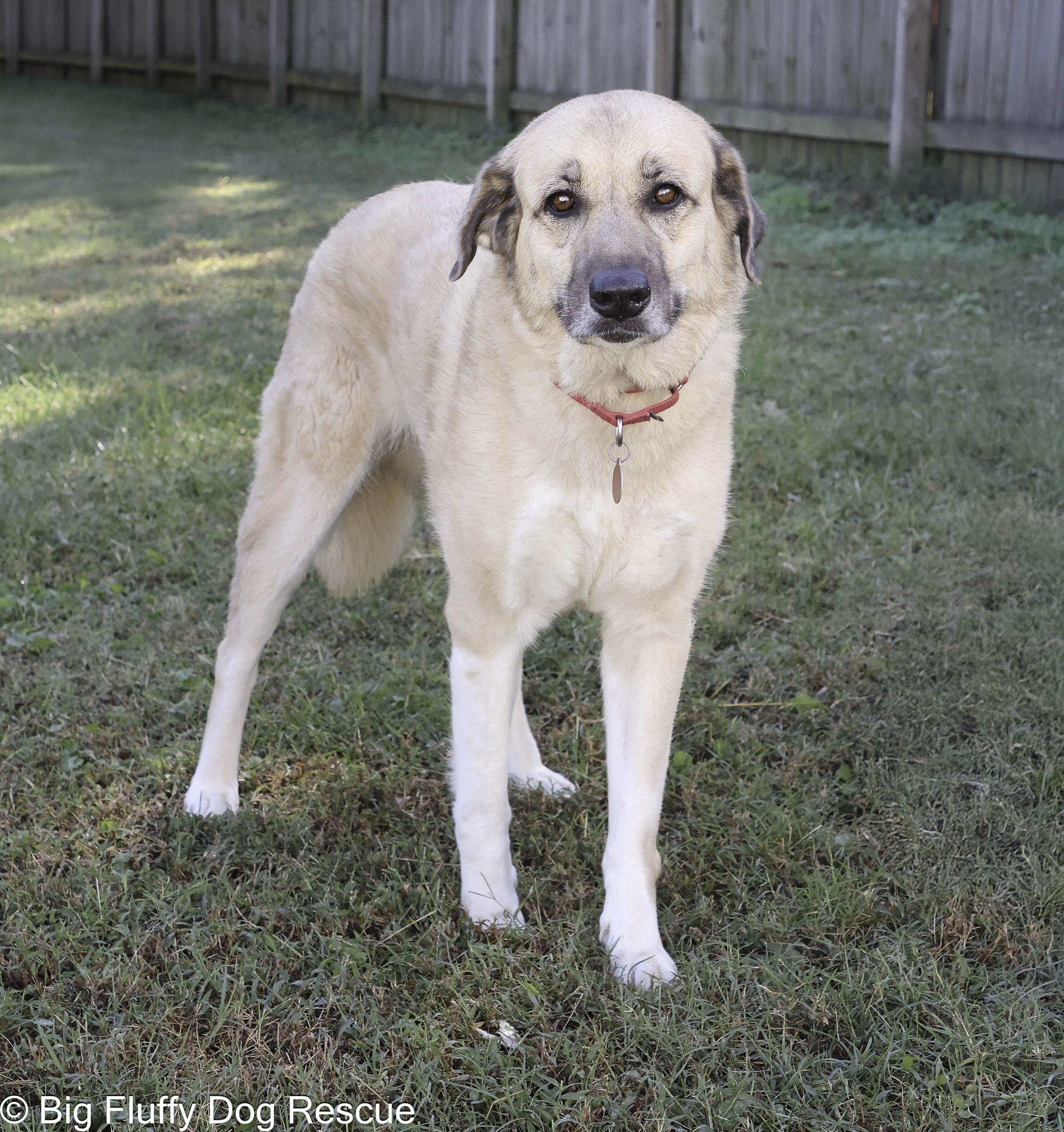 Dog for adoption - Kalea, an Anatolian Shepherd & Great Pyrenees Mix in ...