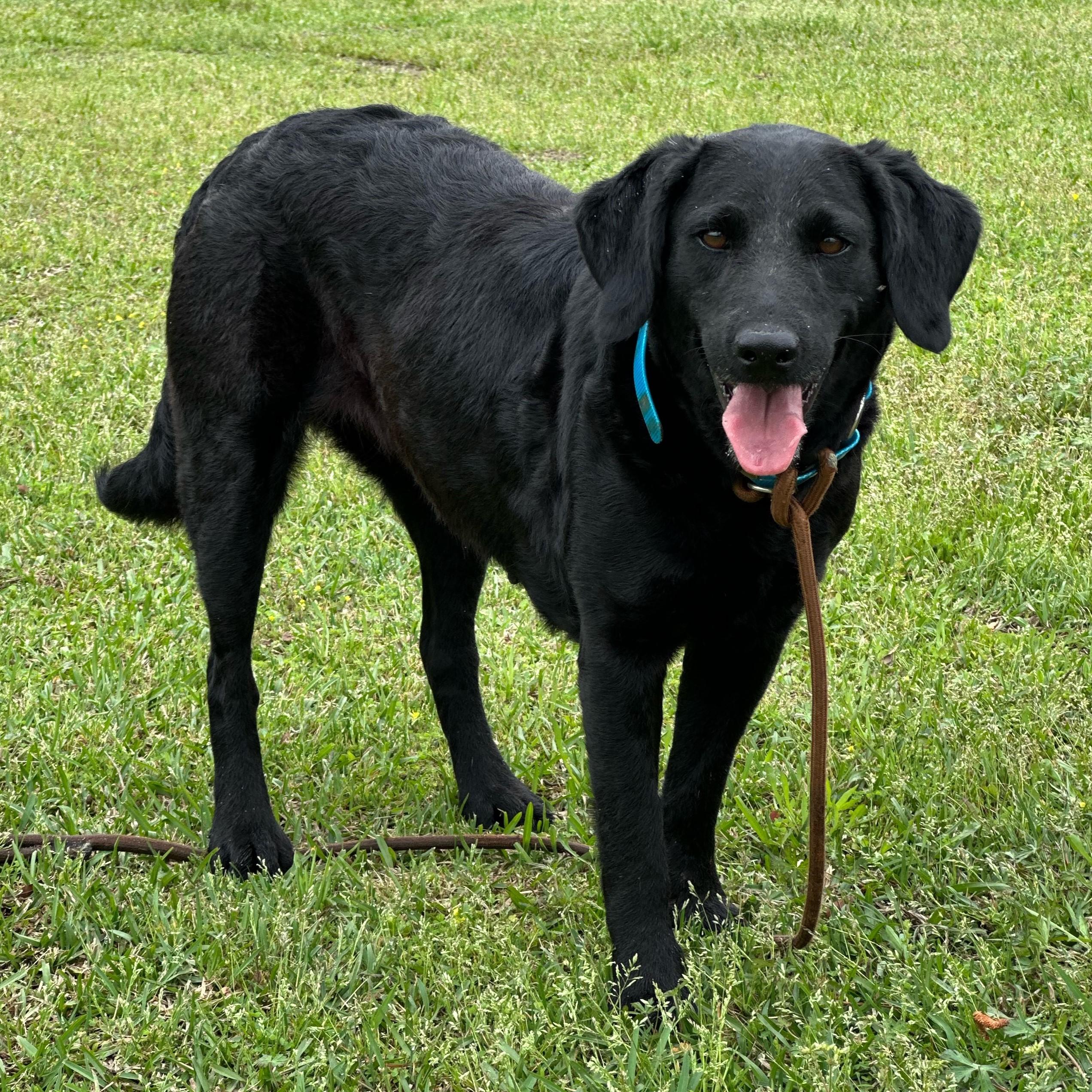 Dog for adoption - Darling, a Labrador Retriever & Basset Hound Mix in Howell, NJ | Petfinder