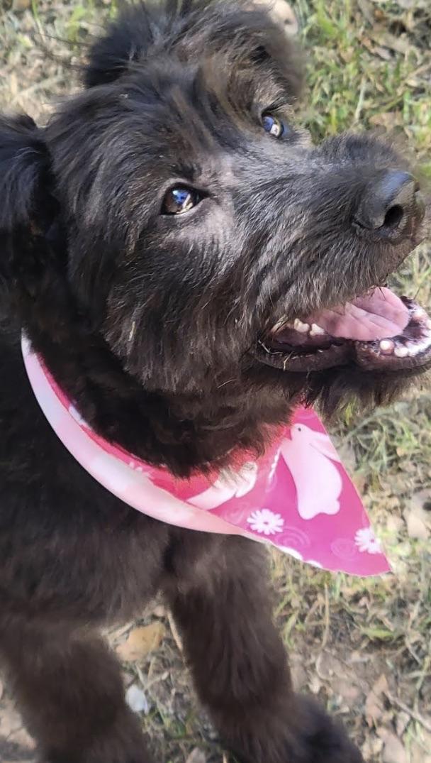 Dog for adoption - Lola, a Labradoodle in Lakeway, TX | Petfinder