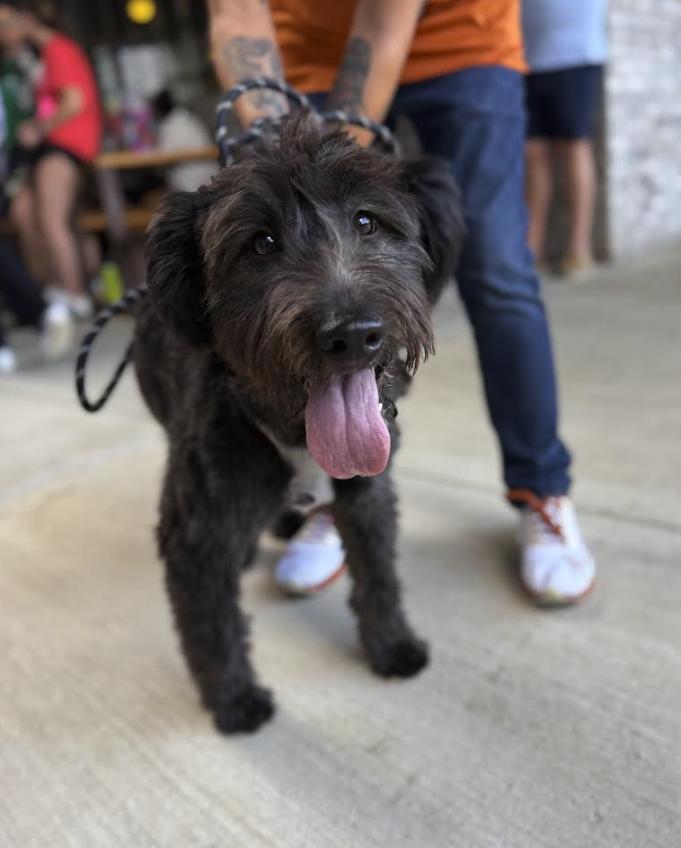 Dog for adoption - Lola, a Labradoodle in Lakeway, TX | Petfinder