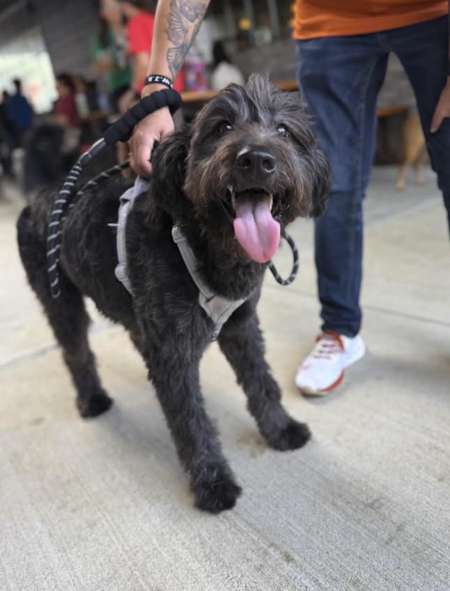 Dog for adoption - Lola, a Labradoodle in Lakeway, TX | Petfinder