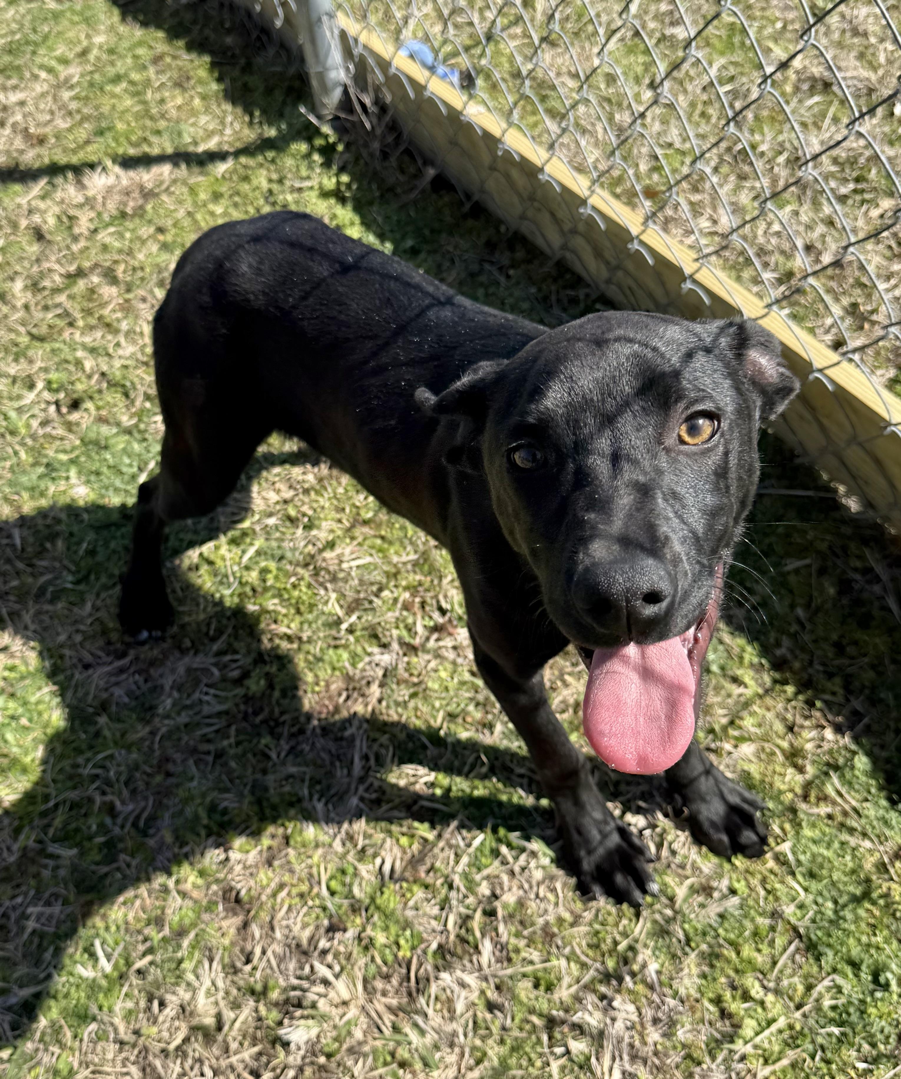 Dog for adoption - Rubble, a Black Labrador Retriever in Denver, CO ...