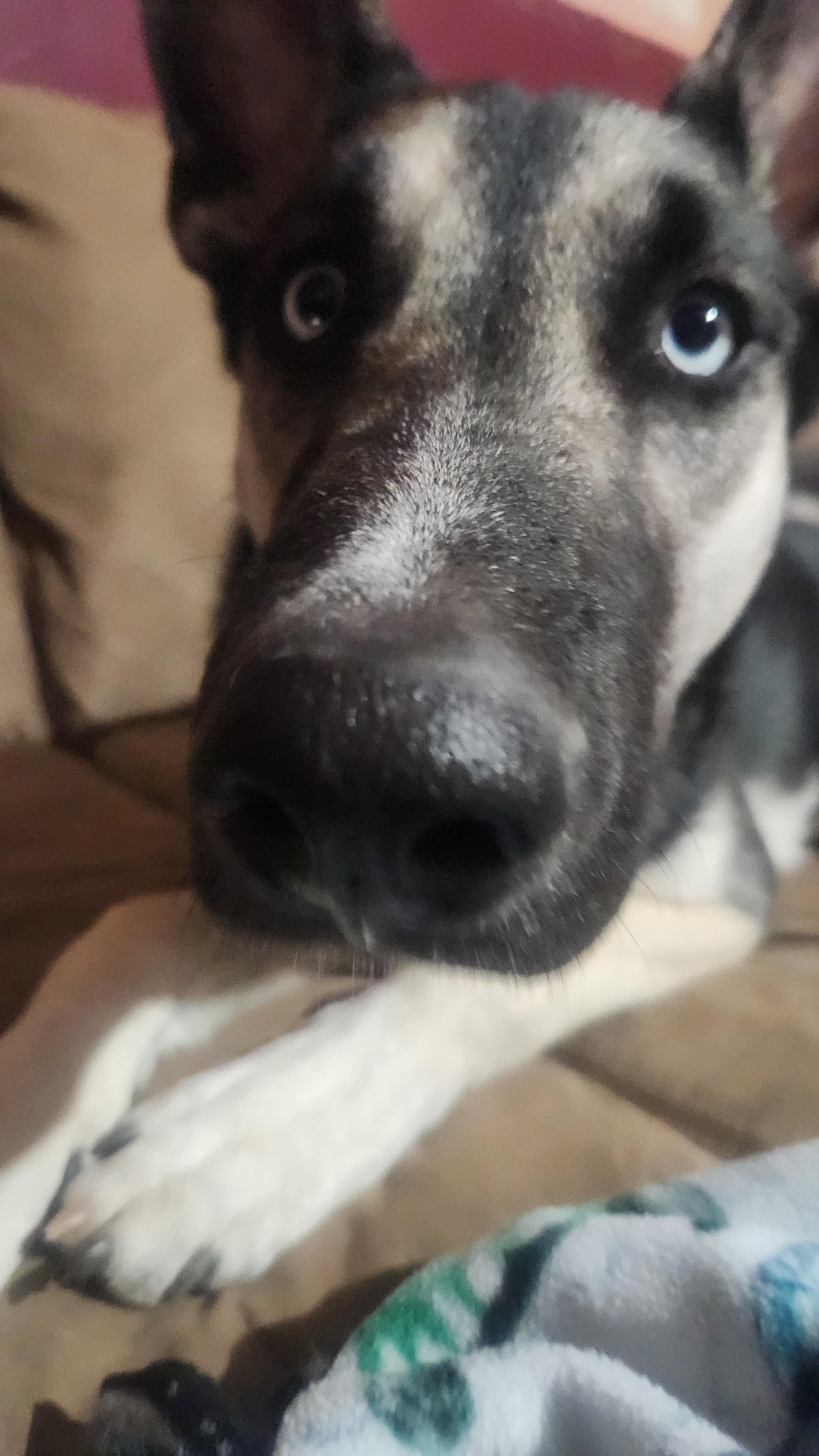 Dog for adoption - Jager, a Husky & Shepherd Mix in Manhattan, KS ...