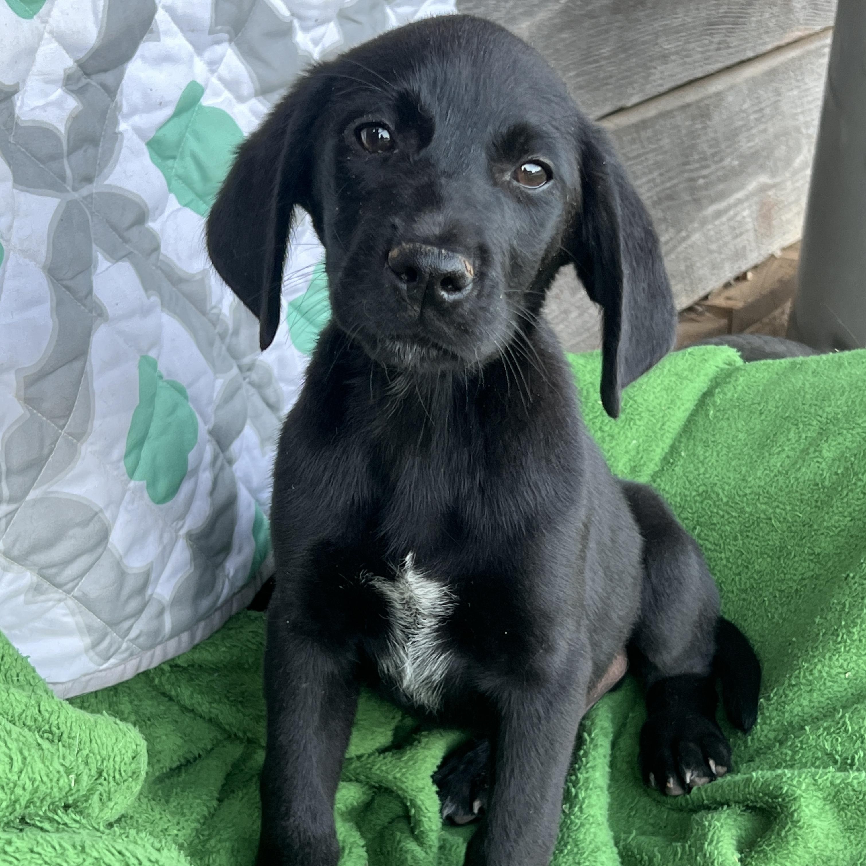 Dog for adoption - Archer, a Labrador Retriever & Border Collie Mix in ...