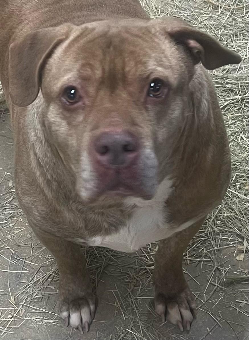 Dog for adoption - Boulder, a Shar-Pei & Pit Bull Terrier Mix in ...