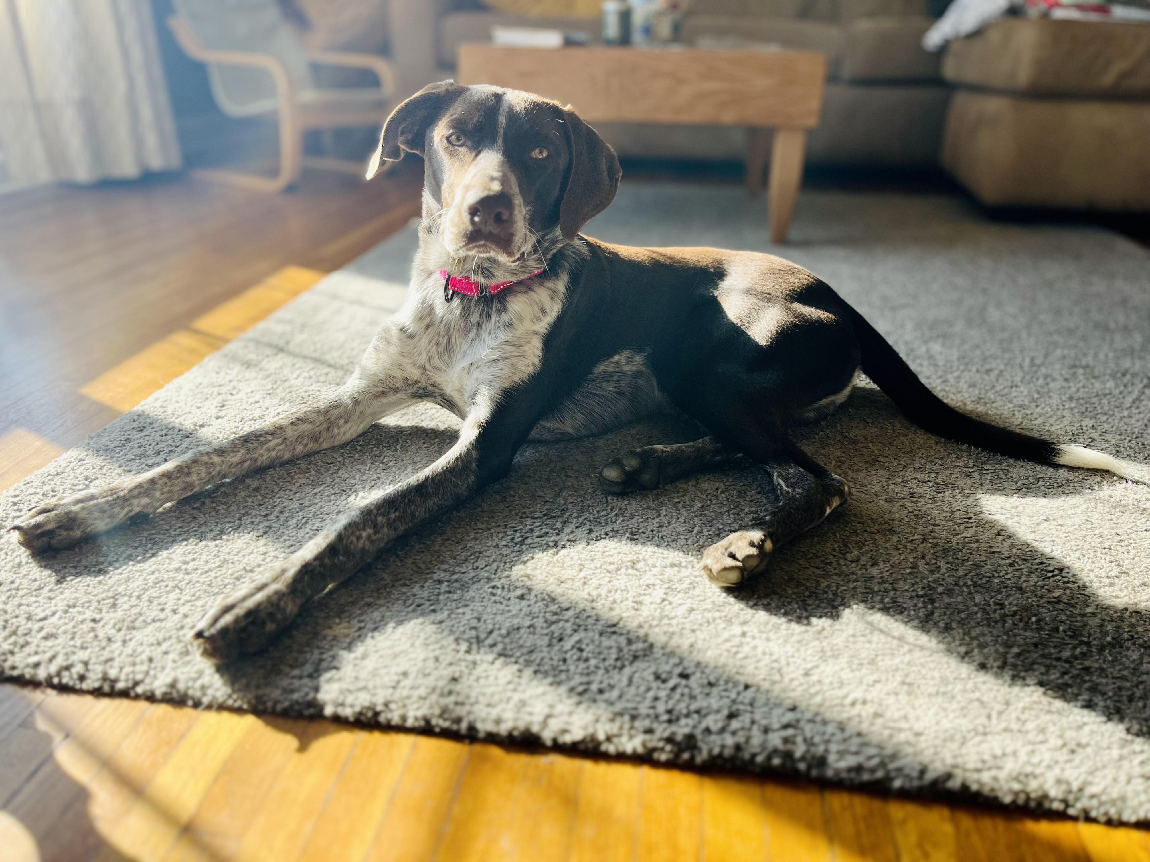 Dog for adoption - Waylon, a German Shorthaired Pointer in Bedminster ...