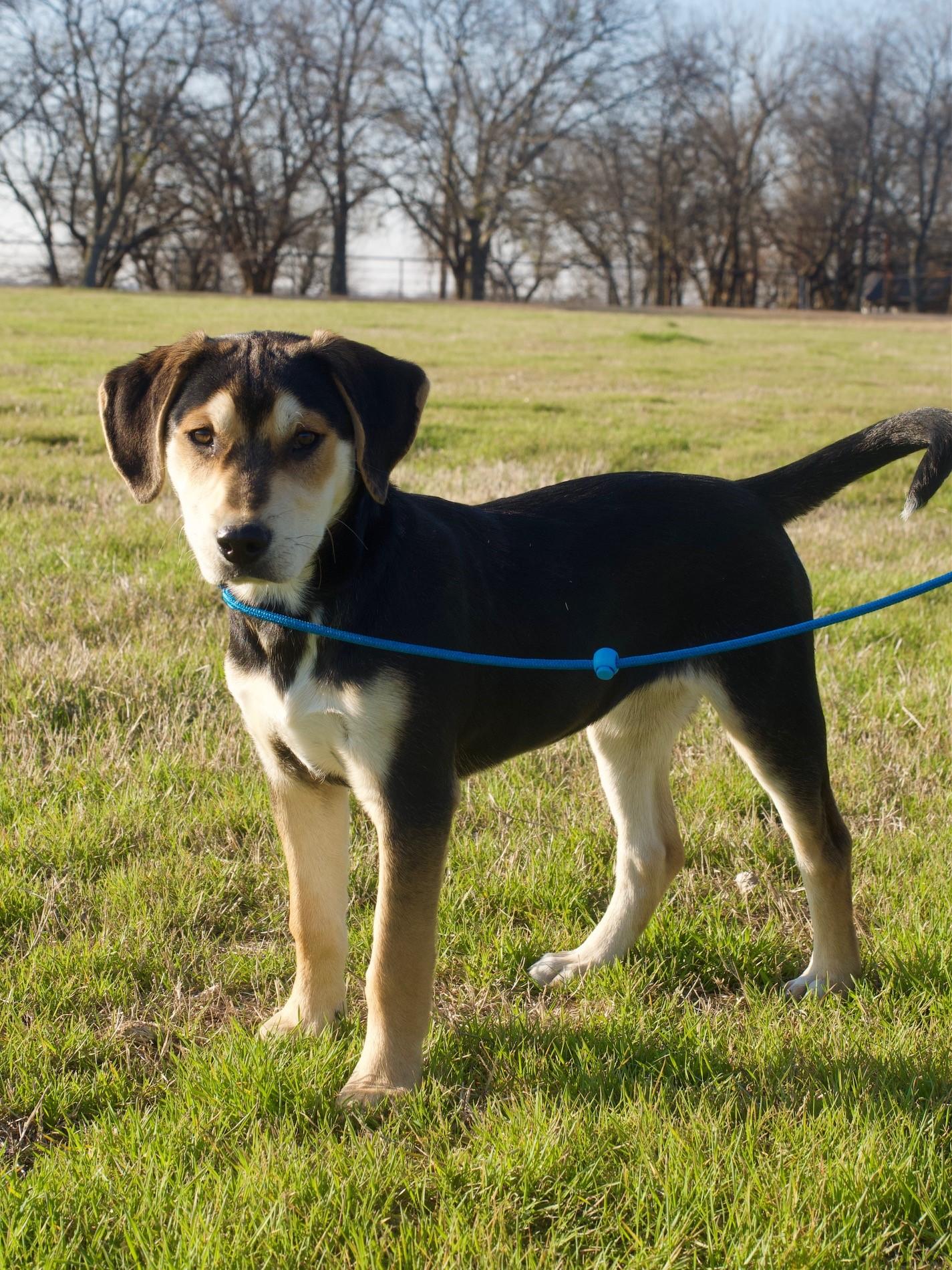 Dog for adoption - Lilly Mae, a Husky & English Foxhound Mix in Denton ...