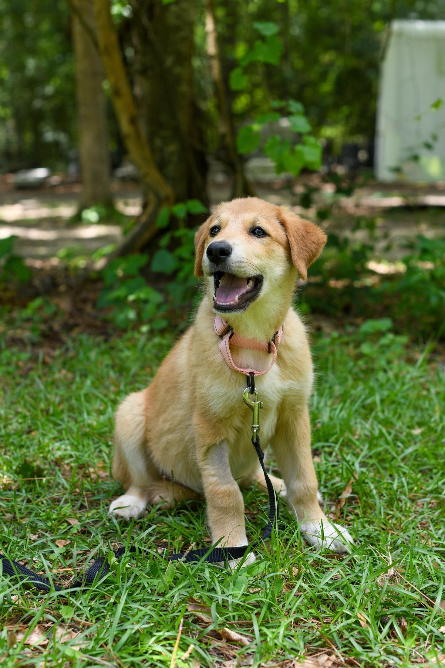 Dog for adoption - Fancy, a Collie Mix in Argyle, NY | Petfinder