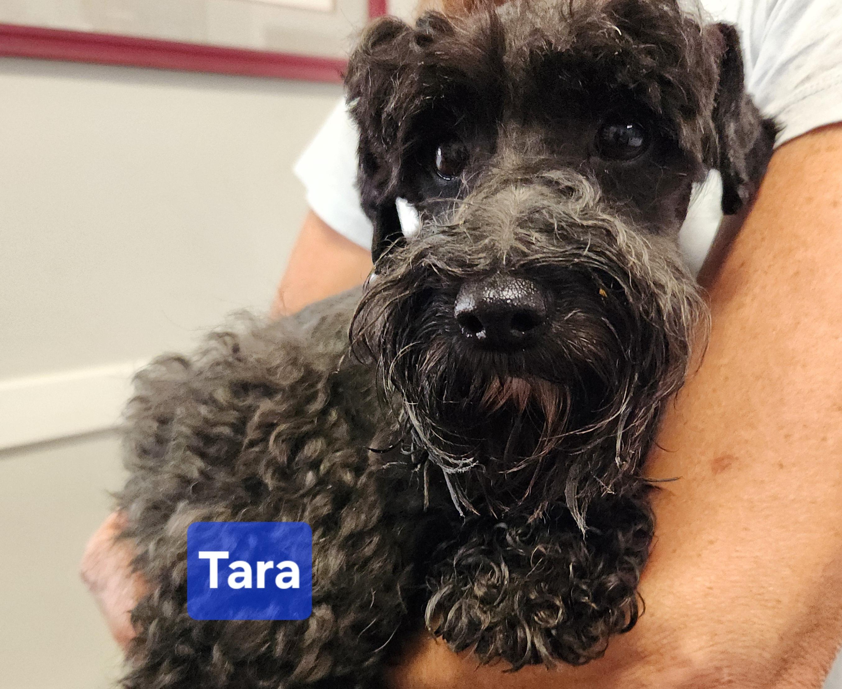 Dog for adoption - Tara, a Miniature Schnauzer in North Augusta, SC ...