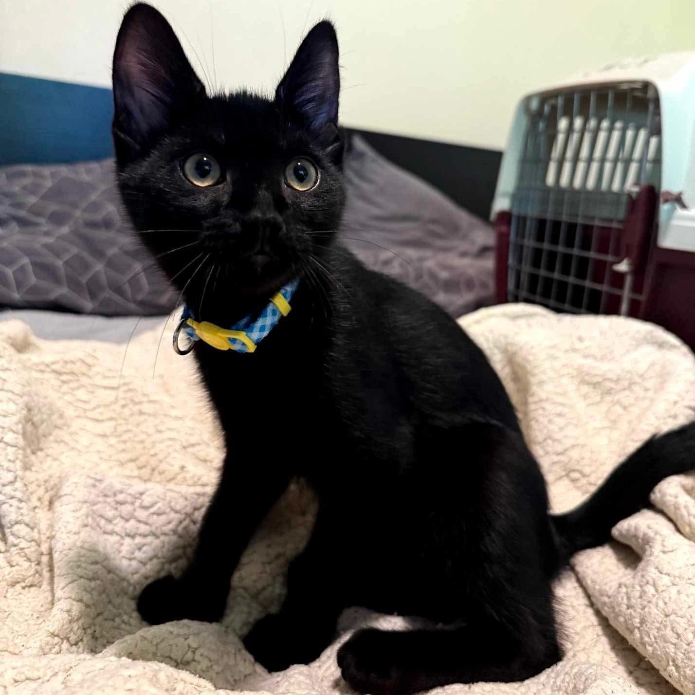 Cat for adoption - Albie, a Domestic Short Hair & Extra-Toes Cat ...