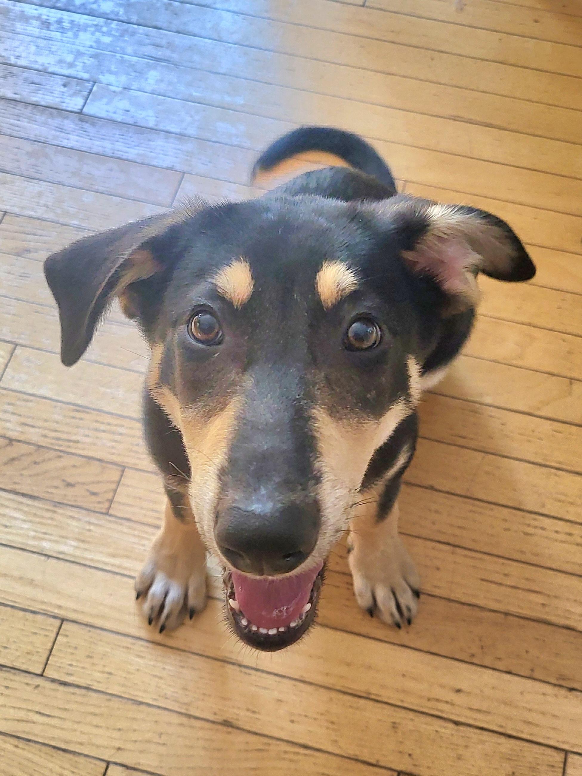 Dog for adoption - Fella, a German Shepherd Dog & Labrador Retriever ...