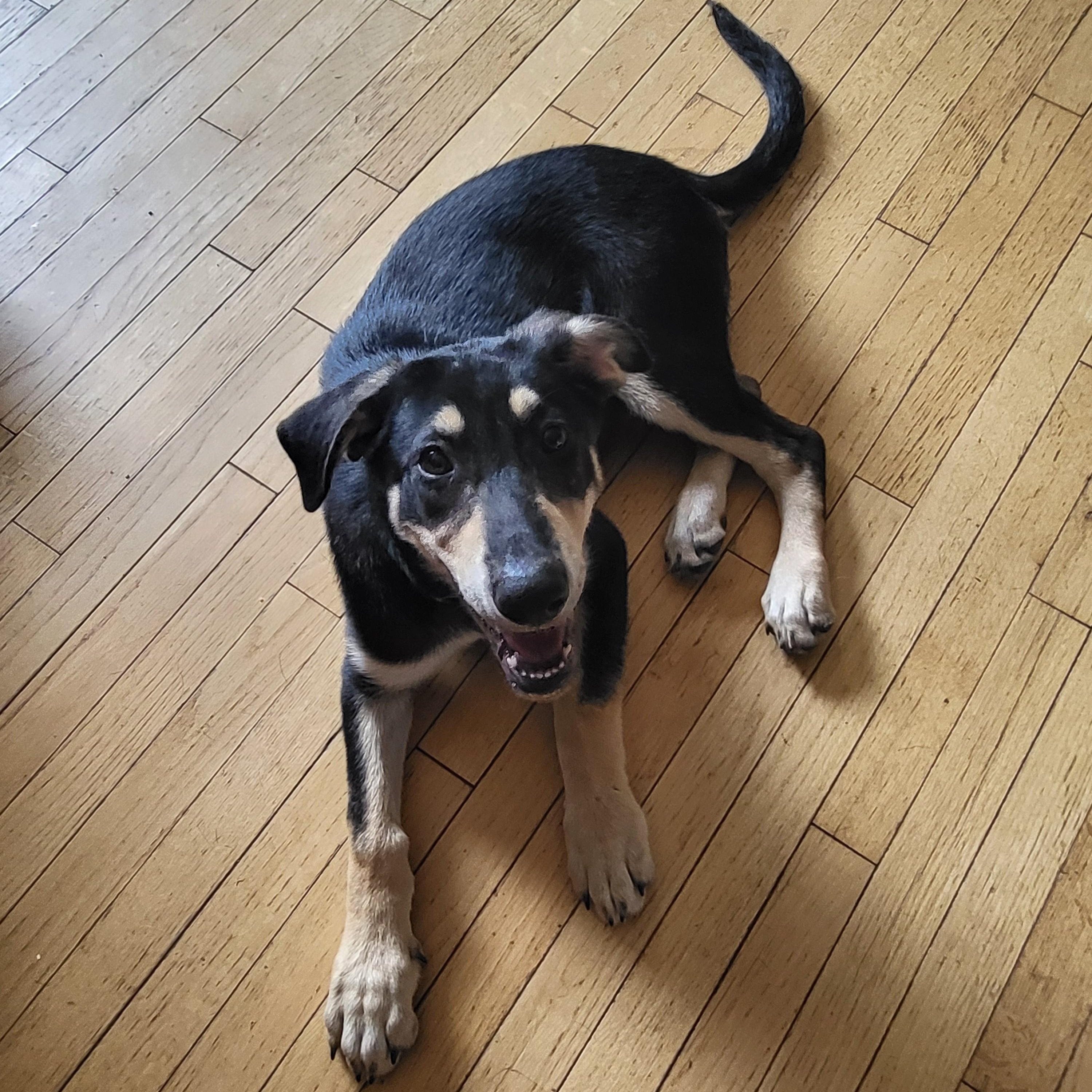 Dog for adoption - Fella, a German Shepherd Dog & Labrador Retriever ...