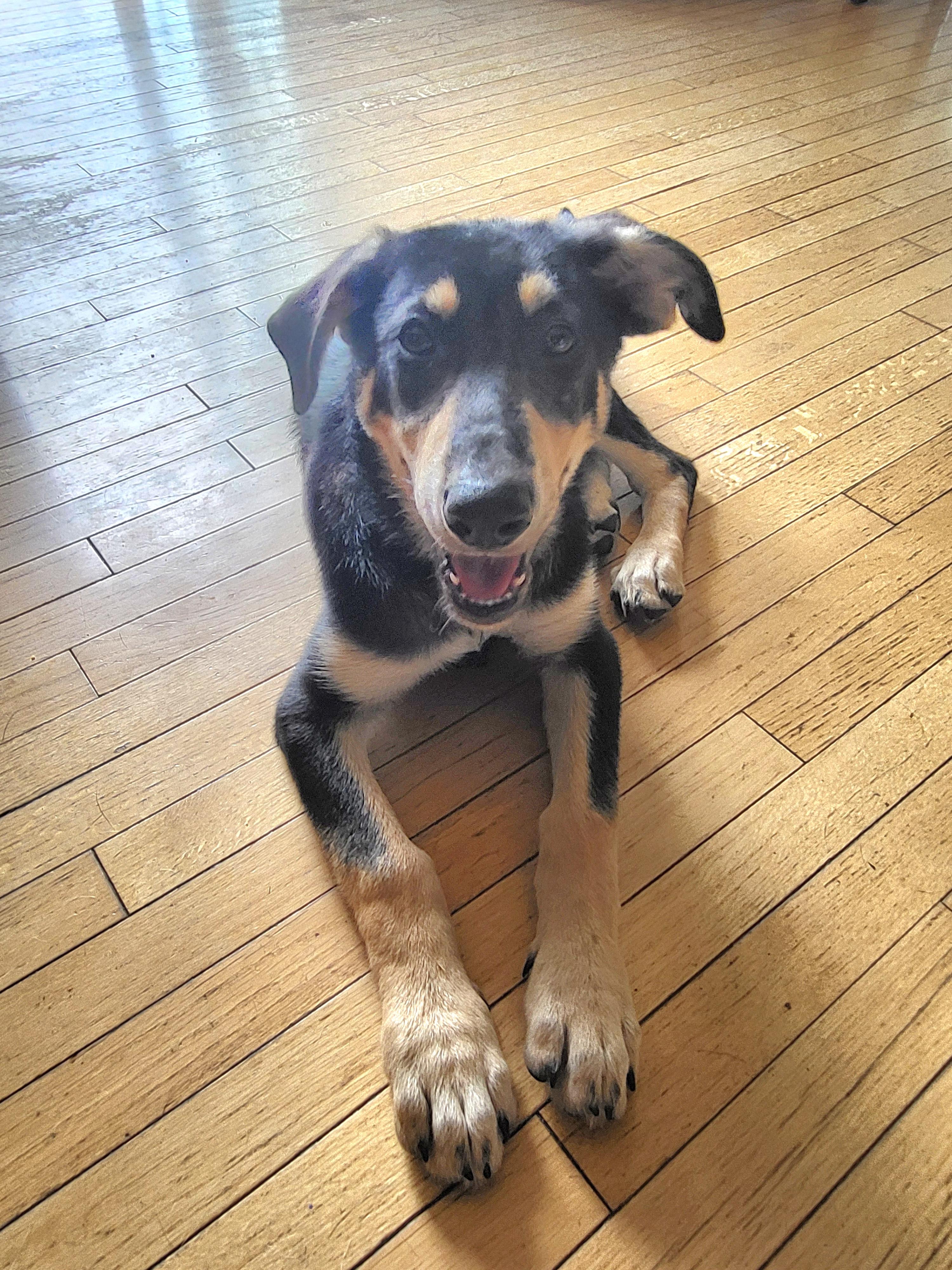 Dog for adoption - Fella, a German Shepherd Dog & Labrador Retriever ...