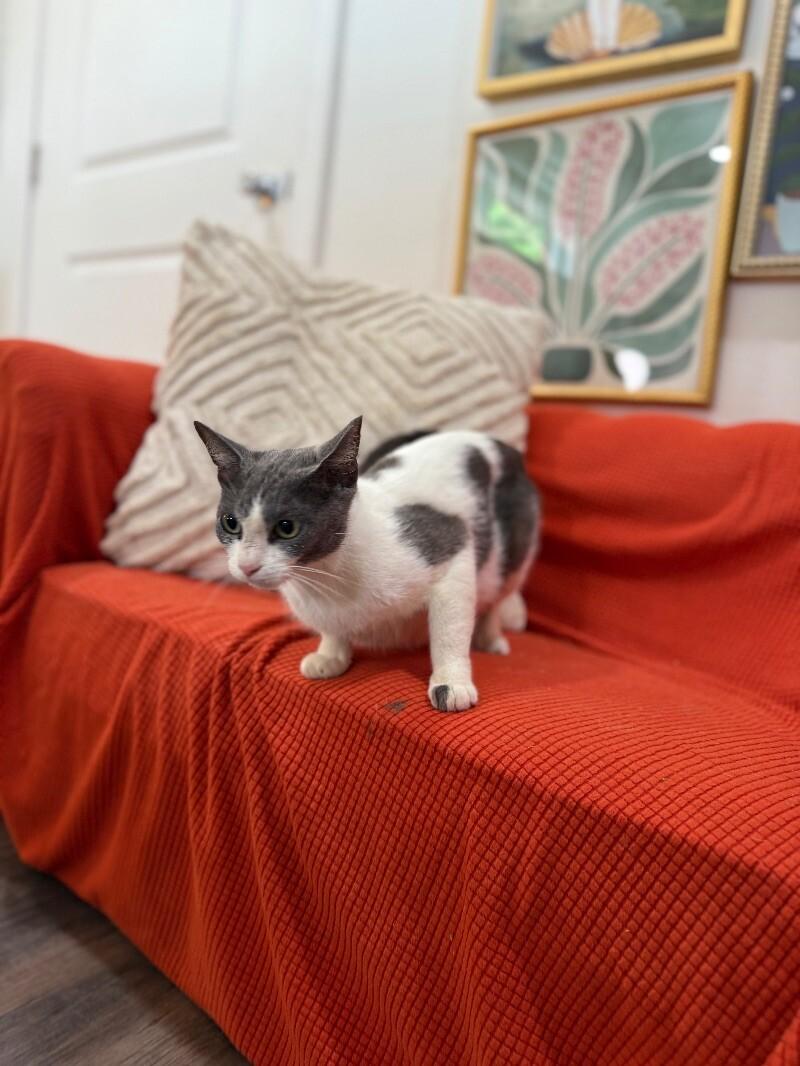 Cat for adoption - Cheddar Cheese, a Tabby Mix in Brattleboro, VT ...