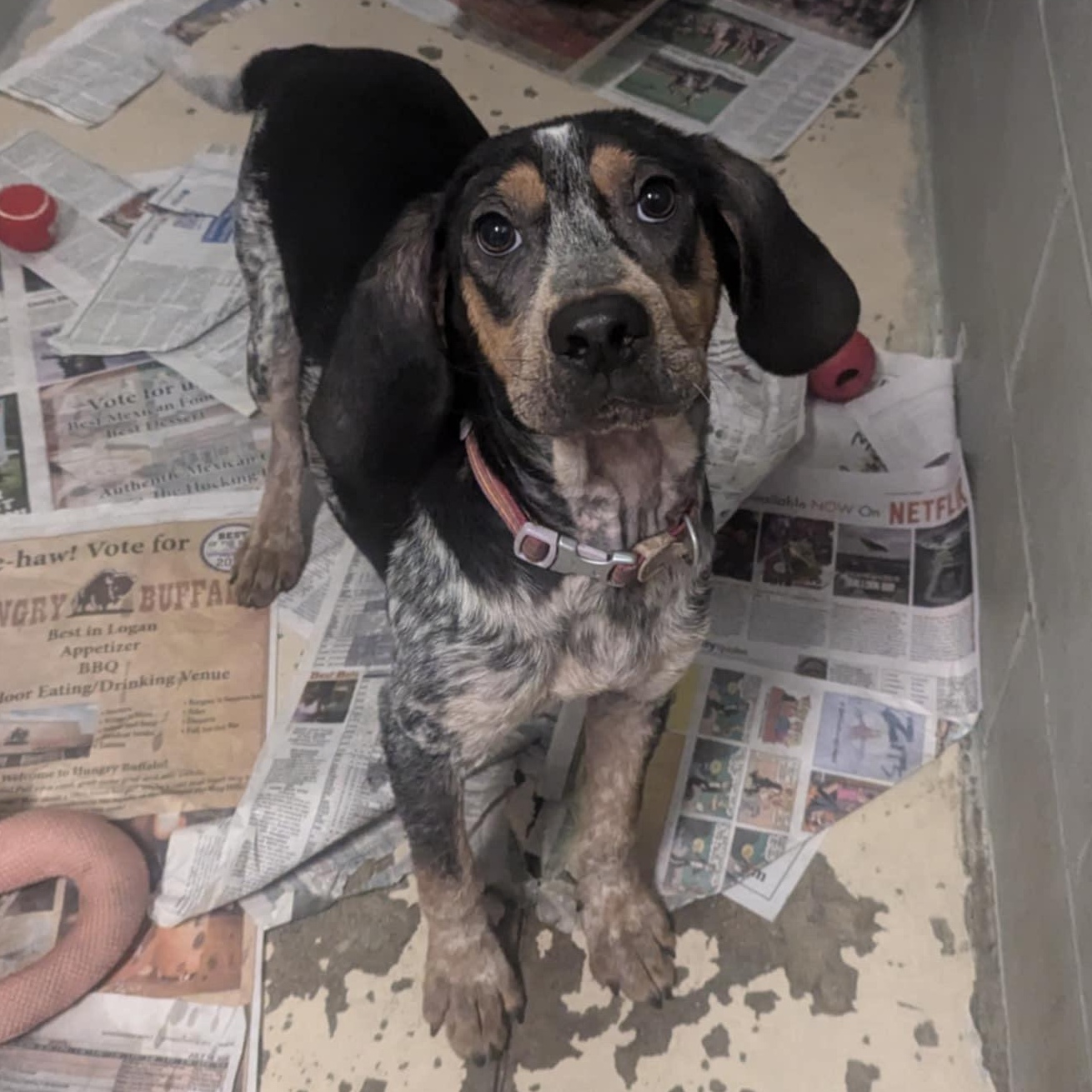 Dog for adoption - Windsor, a Hound Mix in Logan, OH | Petfinder