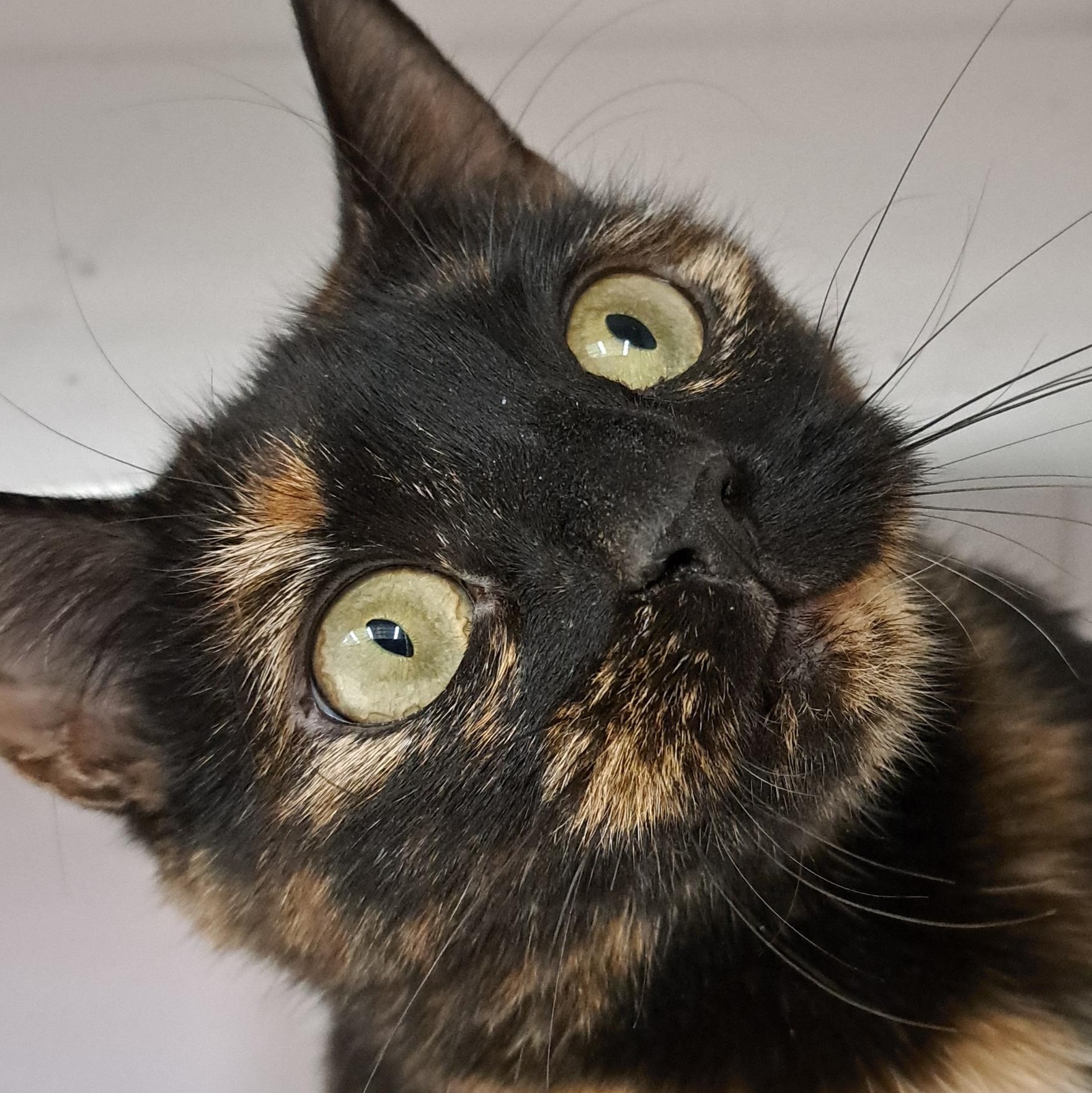Mimi - Adoptable Pet | Petfinder | Petfinder