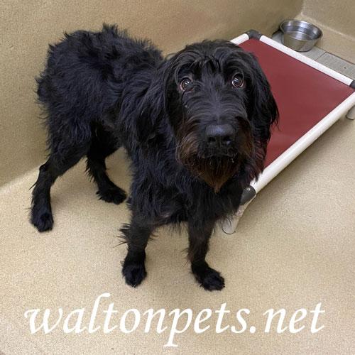 Dog for adoption - Maddux #19827, an Aussiedoodle & Black Labrador ...