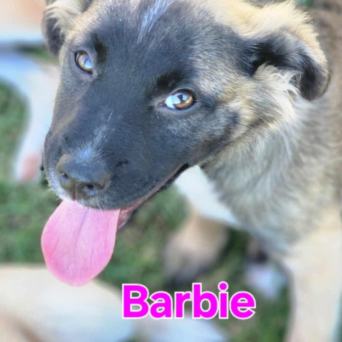 Dog for adoption - Barbie, a Shepherd in Stanfield, OR | Petfinder
