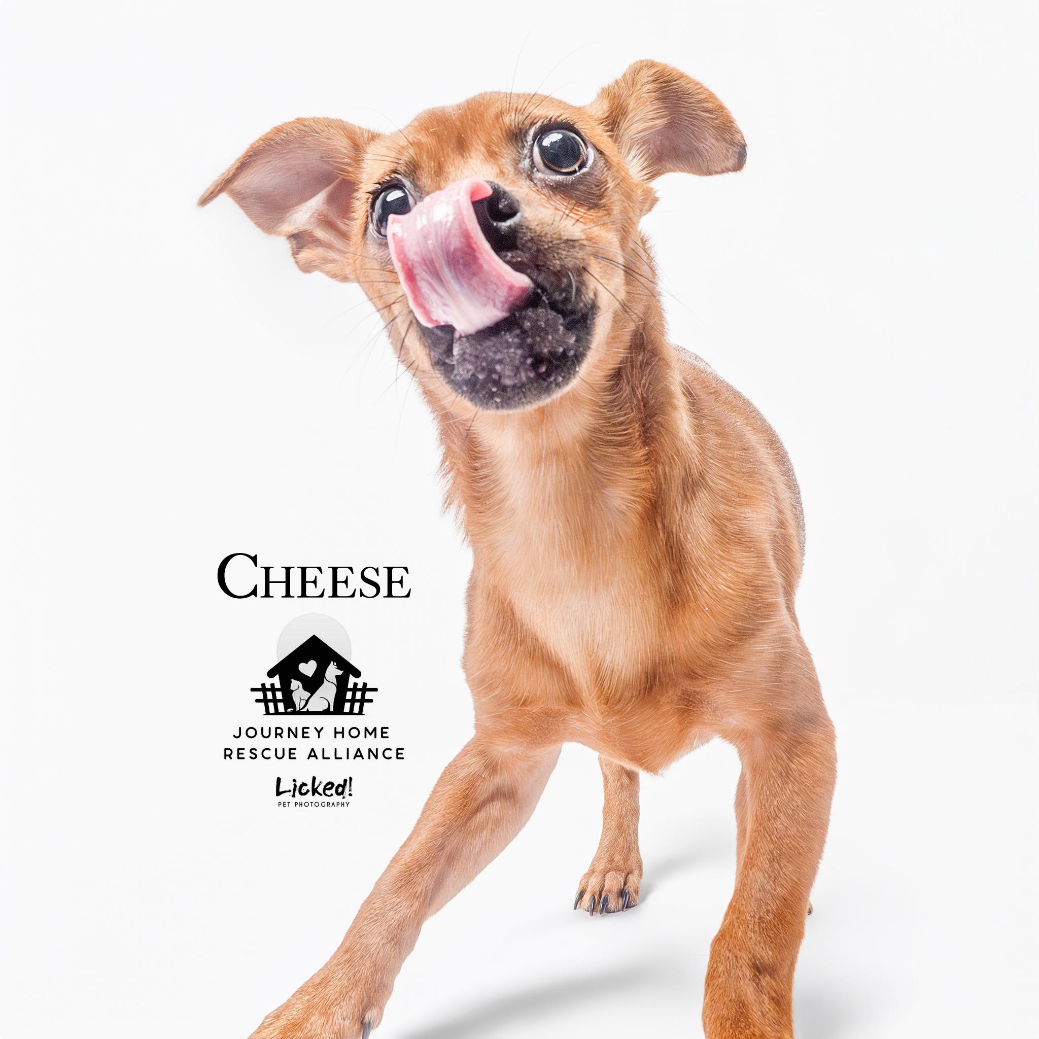 Dog for adoption - Cheese, a Chihuahua in Wando, SC | Petfinder