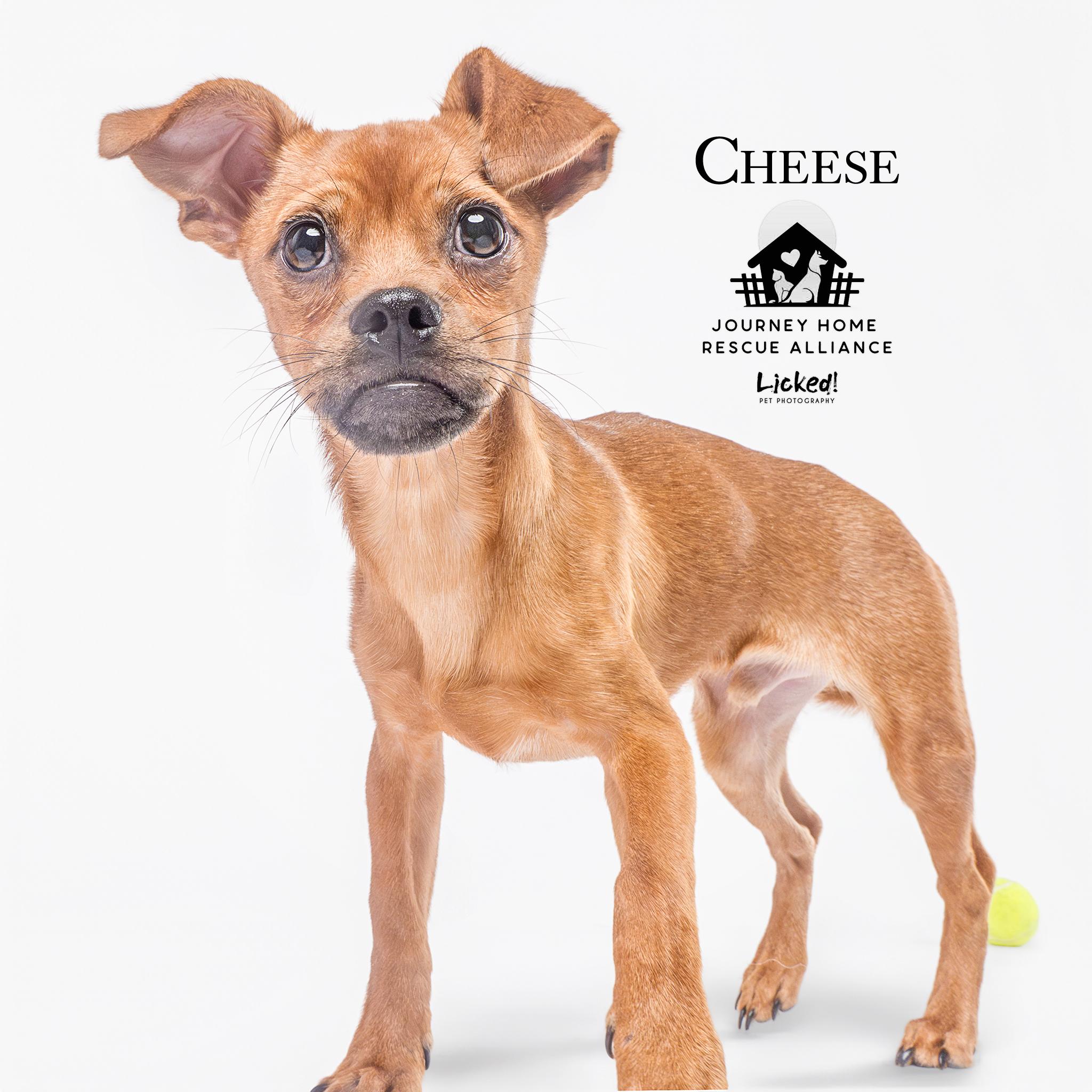 Dog for adoption - Cheese, a Chihuahua in Wando, SC | Petfinder