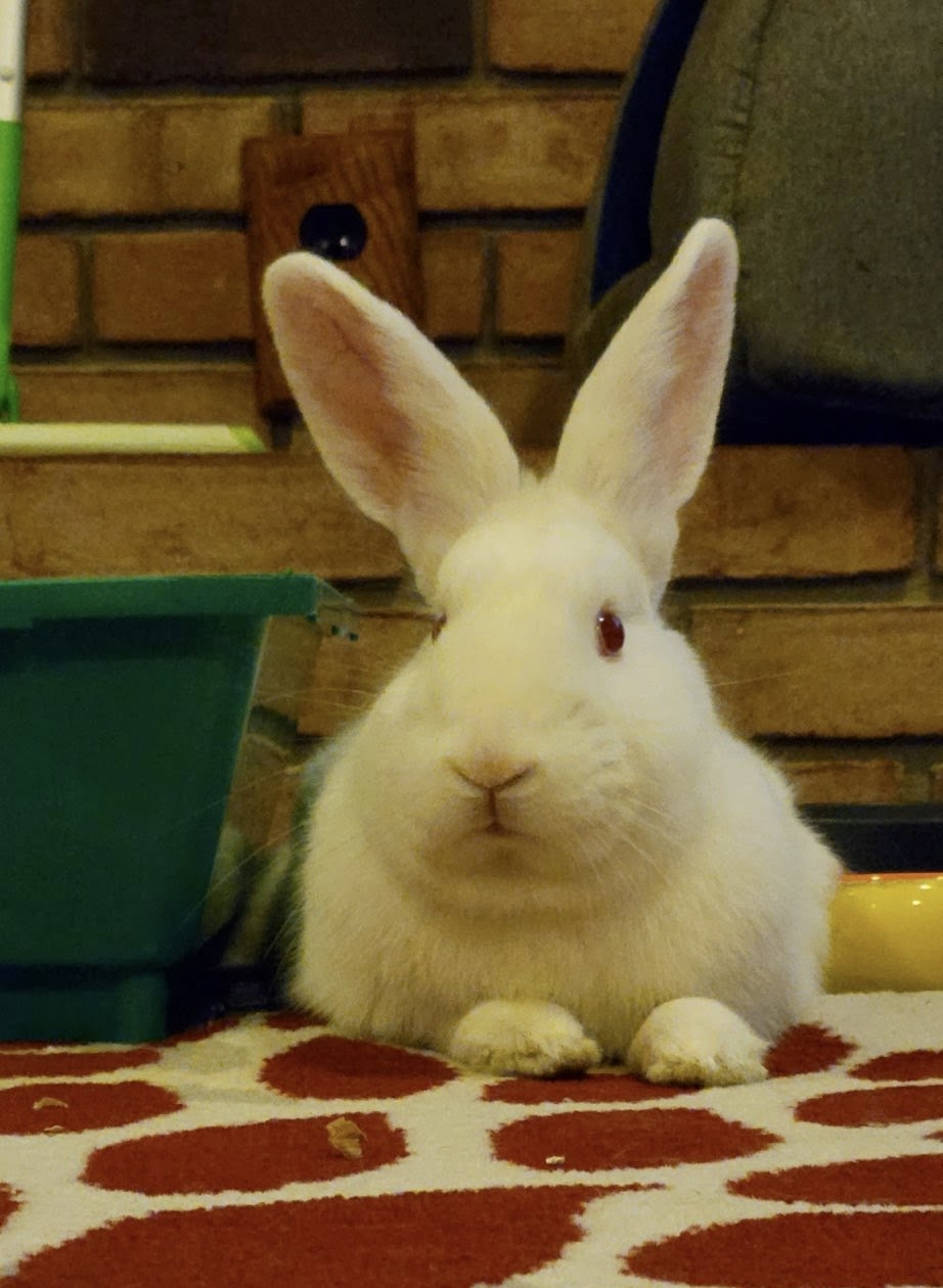 Rabbit for adoption - Jazzy, a Florida White in Wilkes-Barre, PA ...