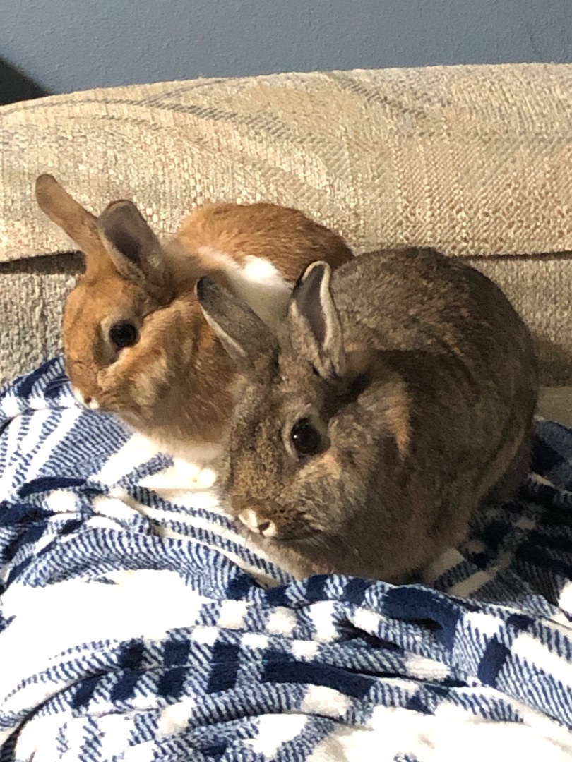 Rabbit for adoption - Minnie and Crumpet, a Lionhead in Eugene, OR ...